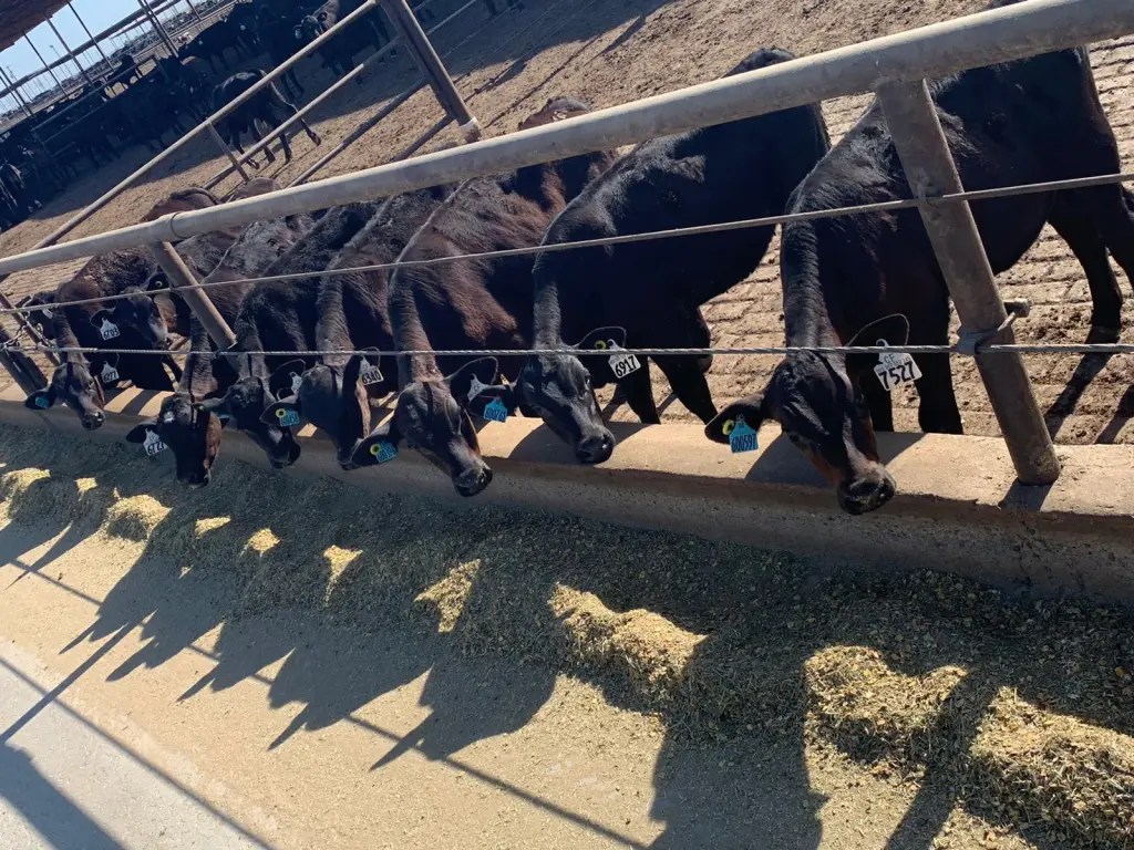 Plan, Perform, Profit from Beef on Dairy - ABS Global Australia