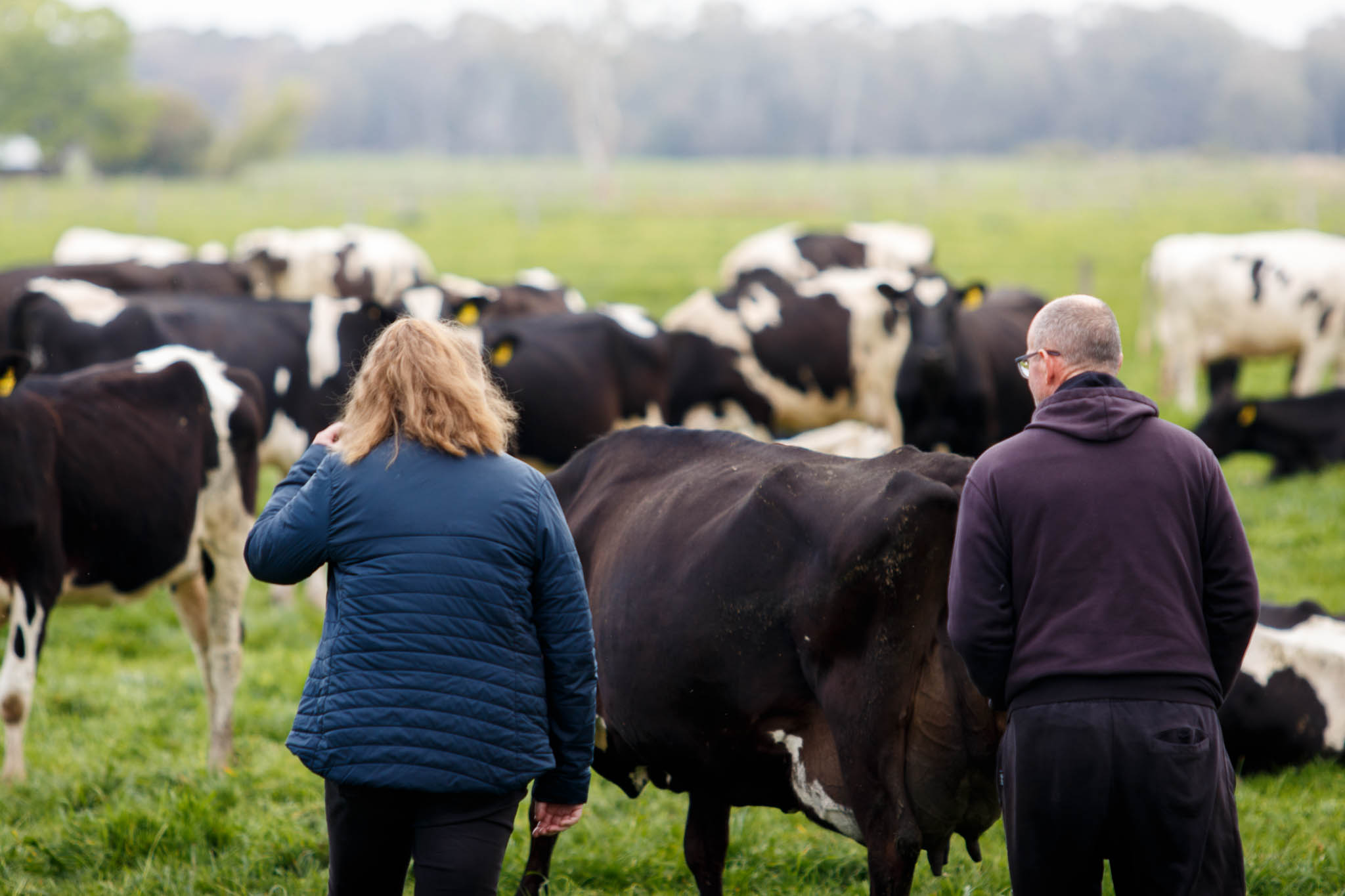 Genetics solutions for farm business decisions - ABS Global Australia