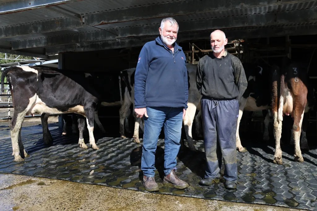 Polled Power Drives ABS Australia’s Holstein Success - ABS Global Australia