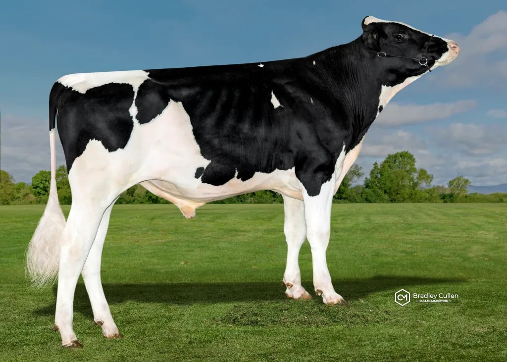 Holstein's Most Exciting Bull - Teddy D - ABS Global Australia