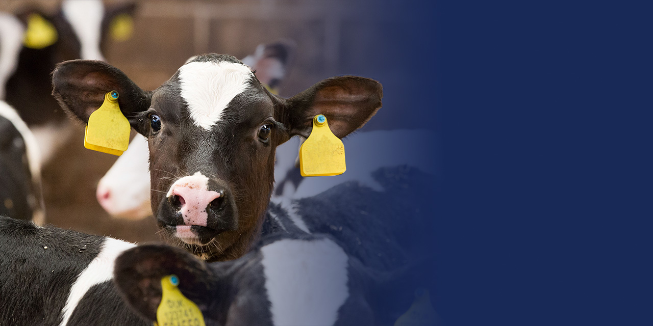 ABS Global - ABS Global Canada (en)