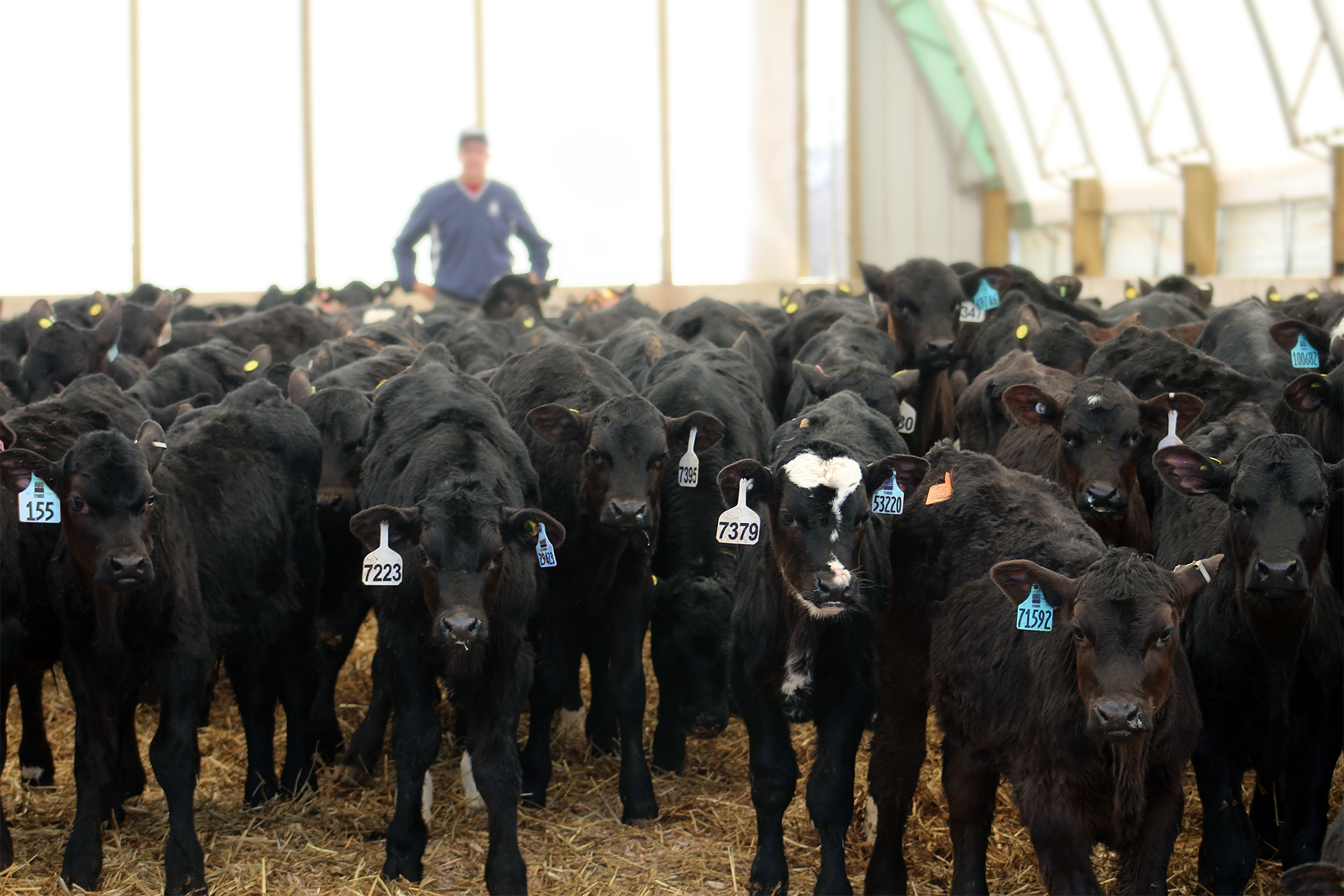 Beef InFocus® - ABS Global Canada (en)