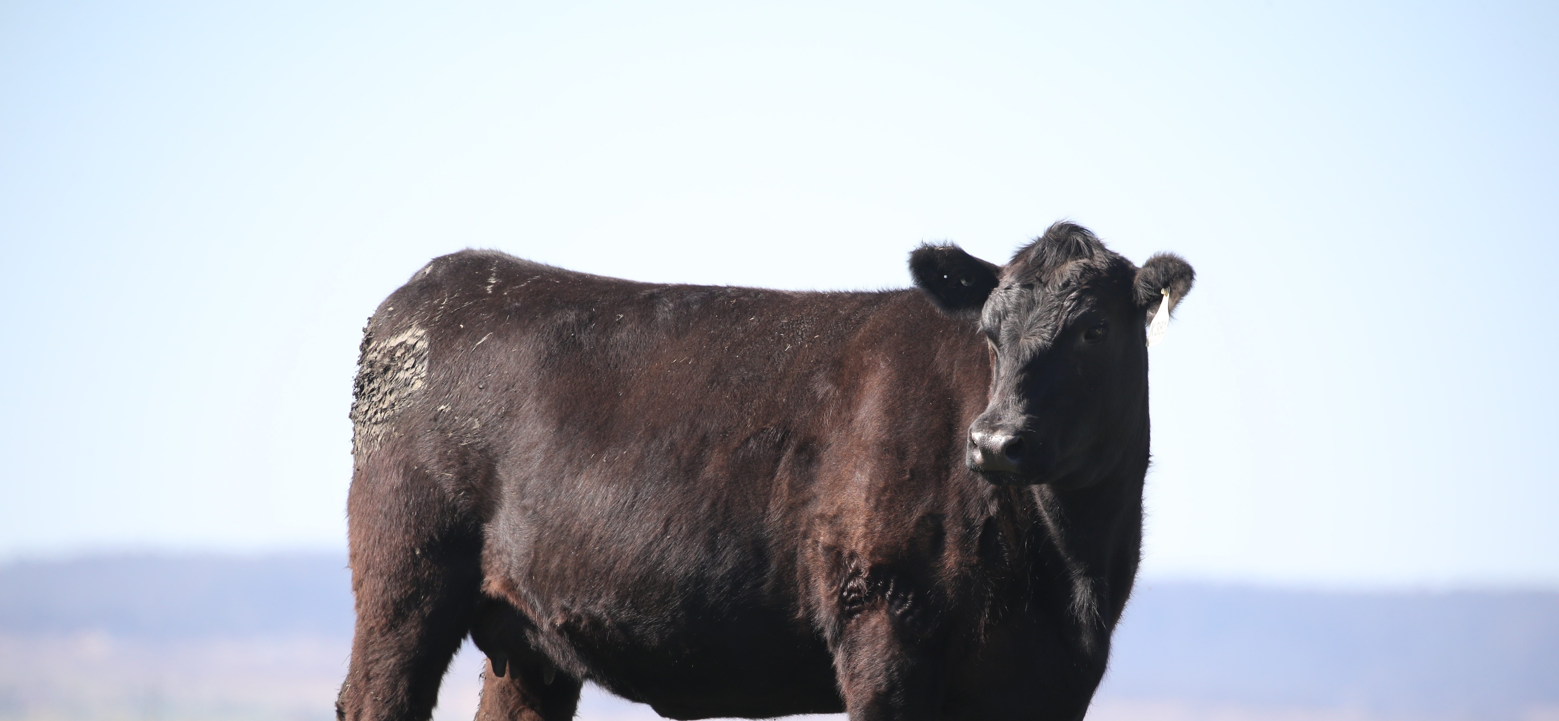 Beef Synchronization Protocols - ABS Global Canada (en)