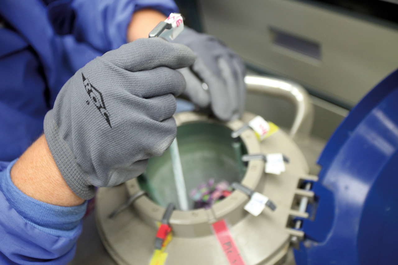 Cómo hacer más efectiva la inseminación – Parte 2: Mejorar el manejo del semen - ABS Global Spain