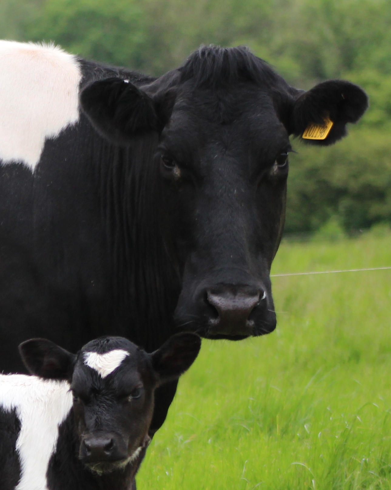 Acerca de ABS - ABS Global Spain