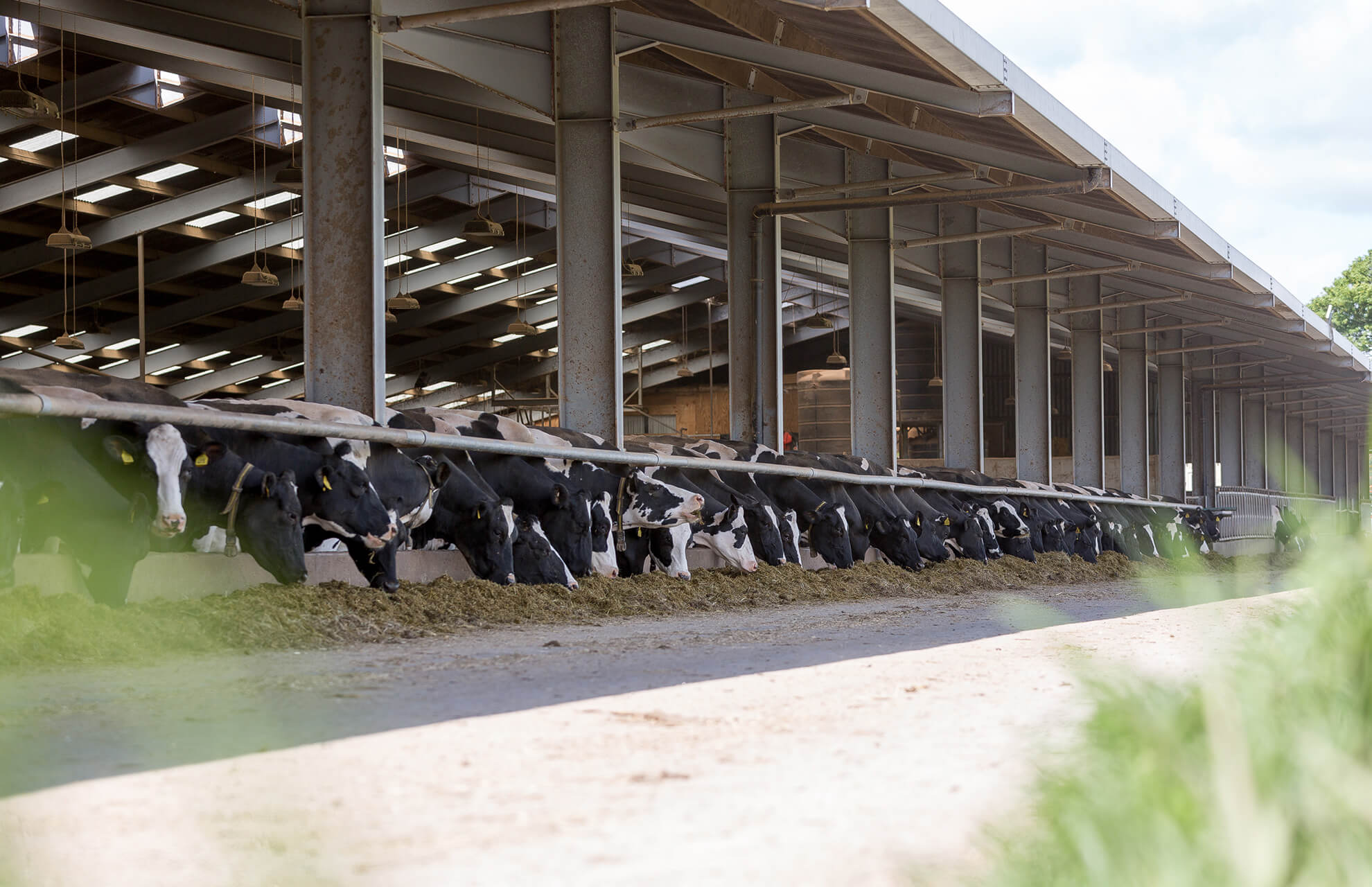 Beyond generic: Why you should create custom genetics - ABS Global UK