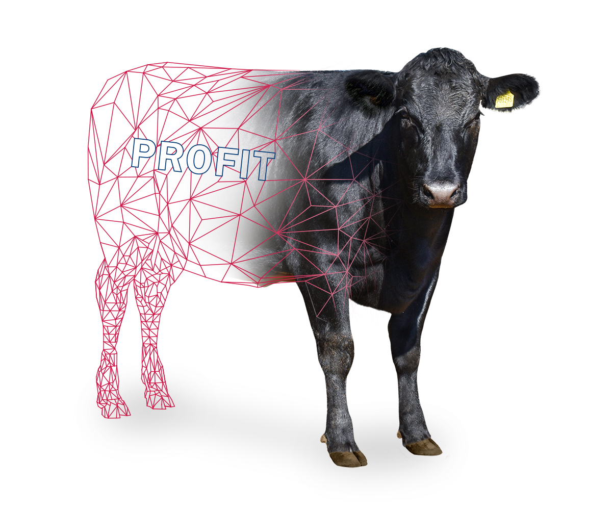 Beef InFocus™ - ABS Global UK