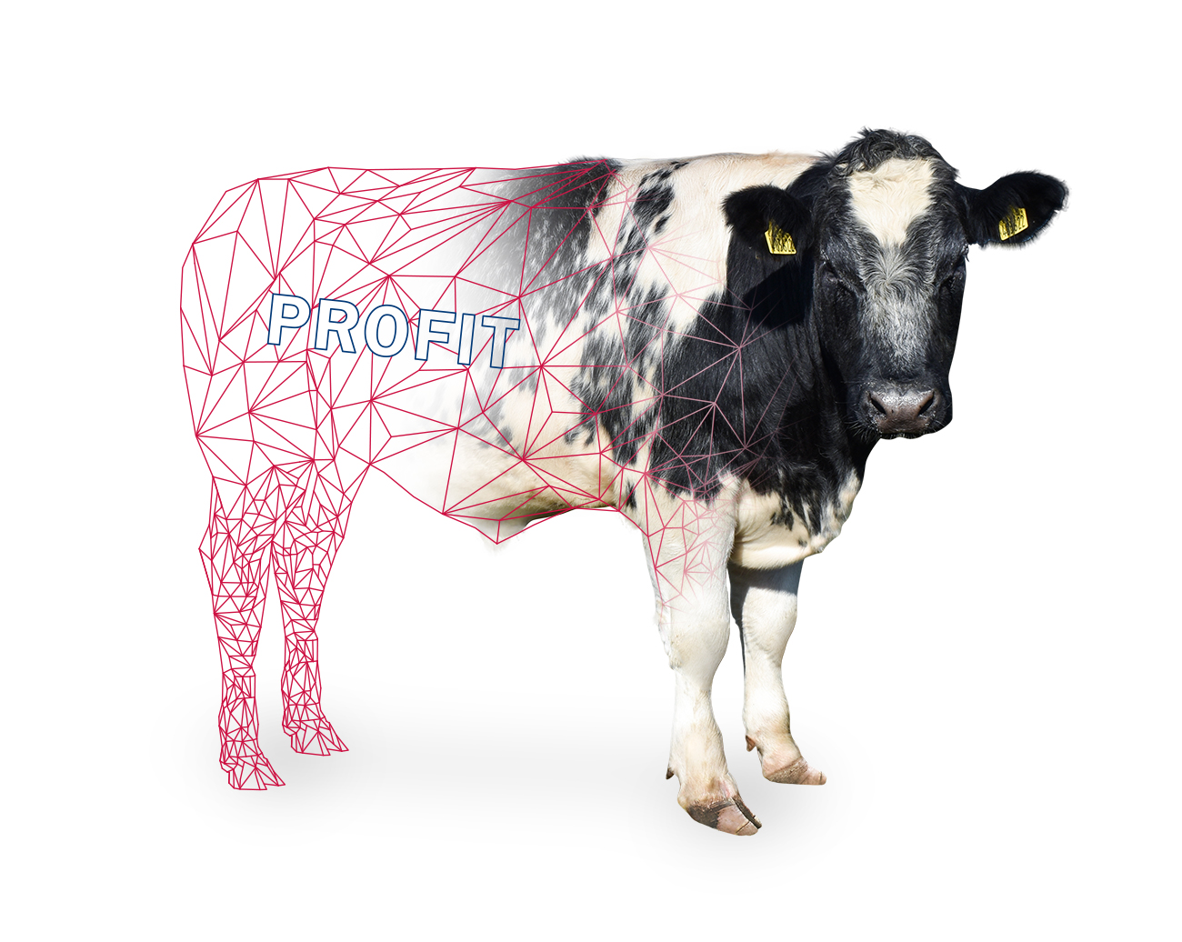 Beef InFocus™ - ABS Global UK