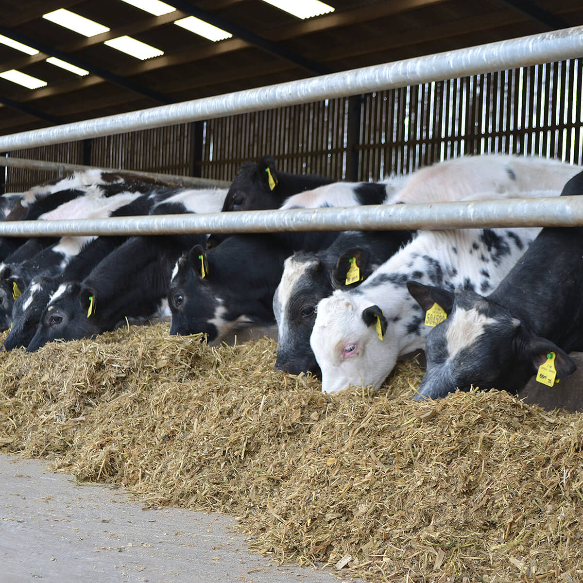 Beef InFocus™ - ABS Global UK