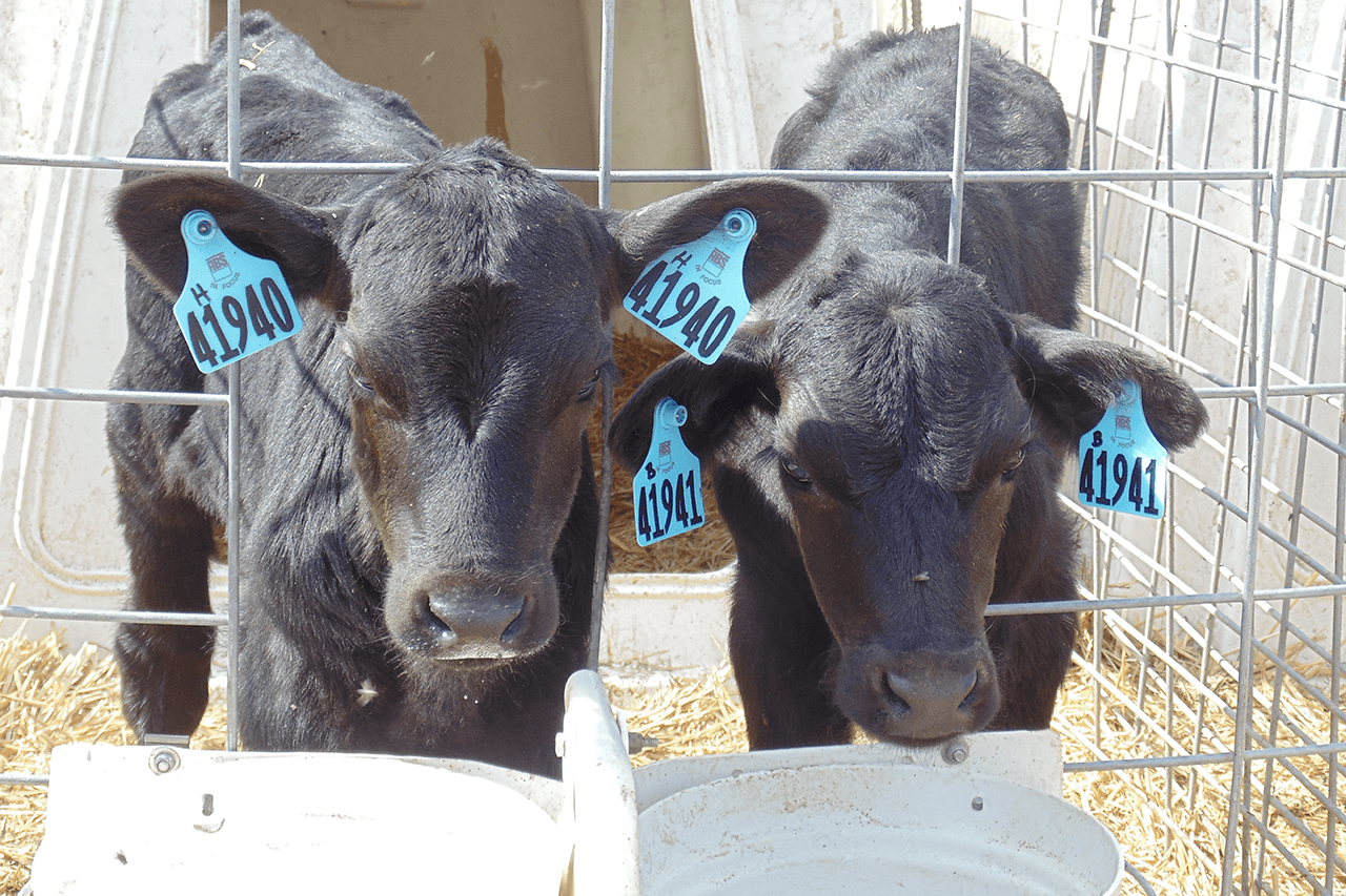 Three Benefits Of Beef On Dairy Breeding - ABS Global UK
