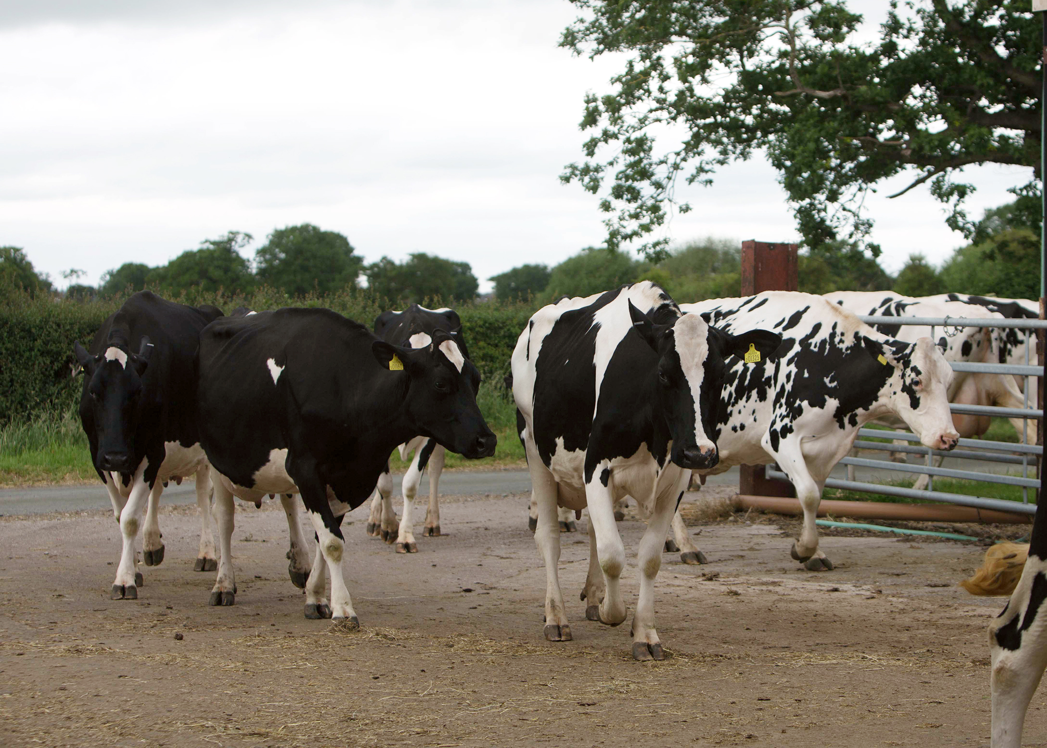 Take a step forwards to improve your herds reproduction. Improving ...