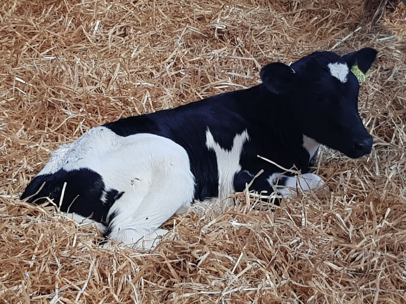 When should cows move to the calving pens? - ABS Global UK