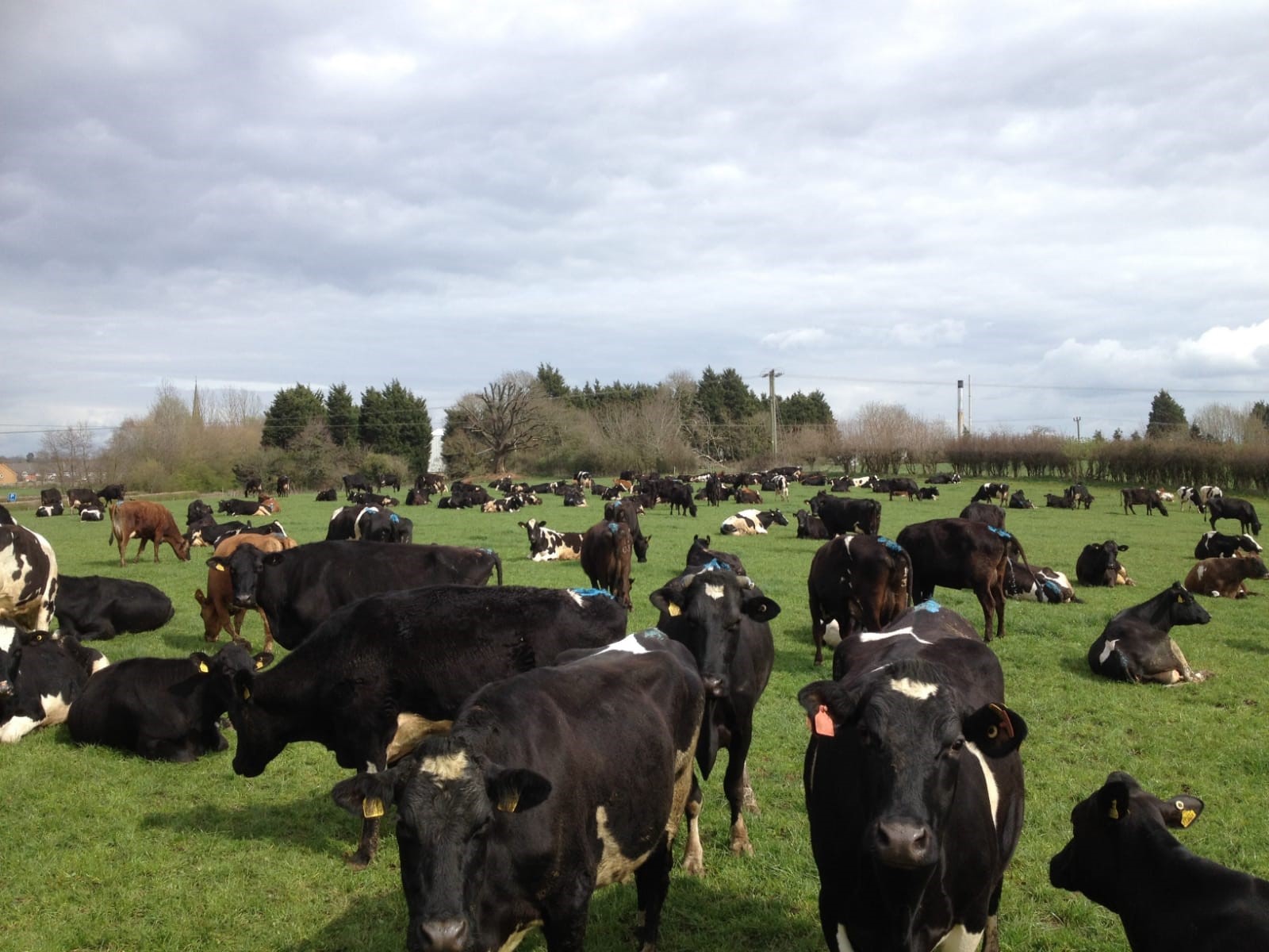 Sexcel® & Beef InFocus™ - British Blue is the future for our block ...