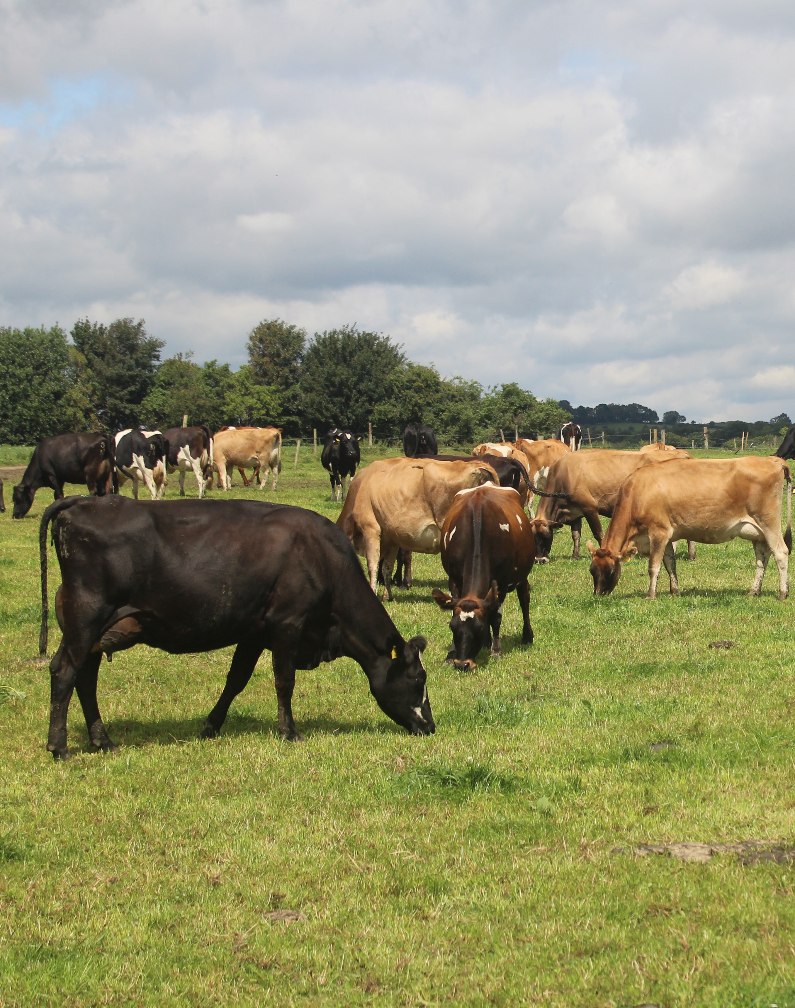 How to Improve Your Calving Interval - ABS Global UK