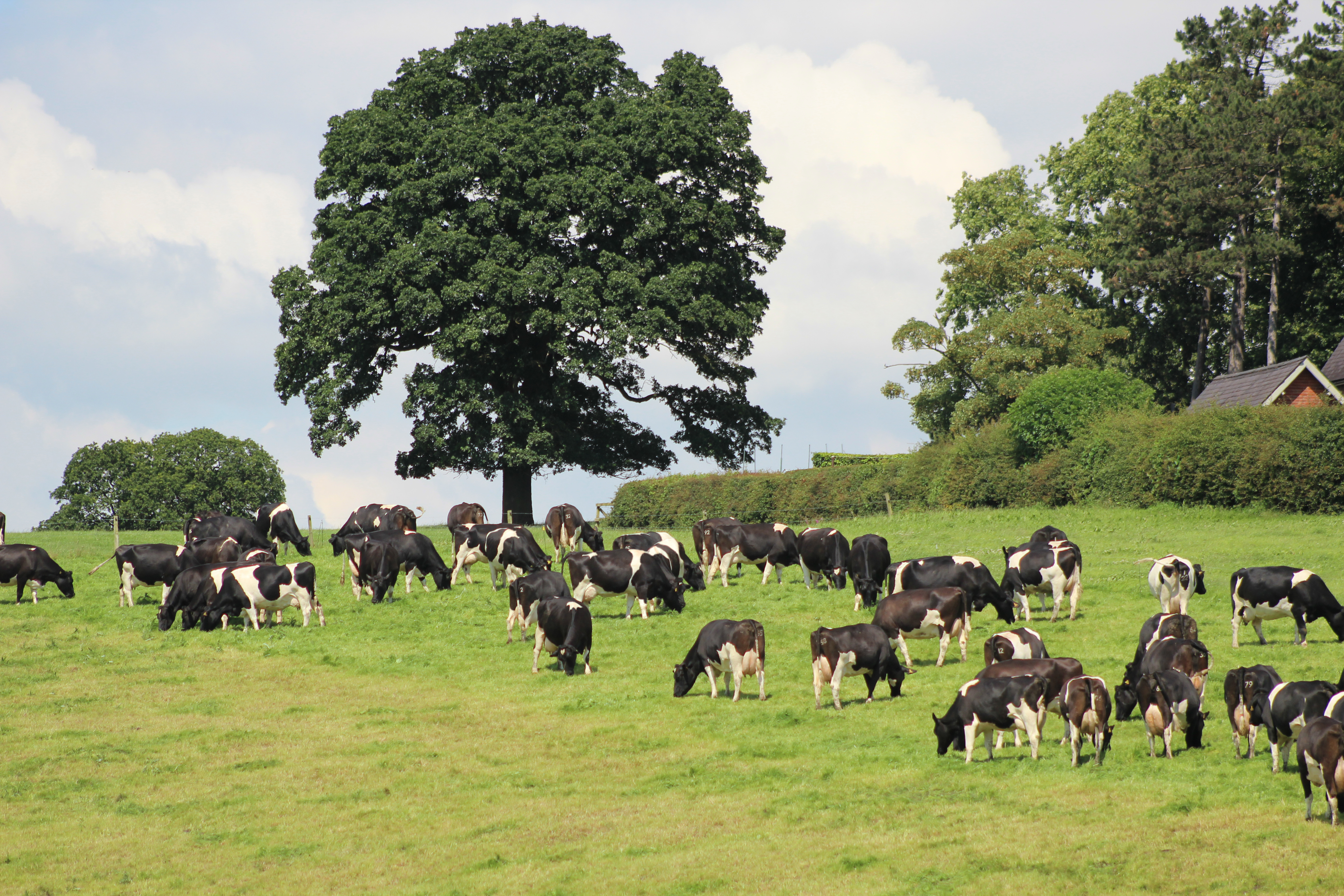 How to Improve Your Calving Interval - ABS Global UK