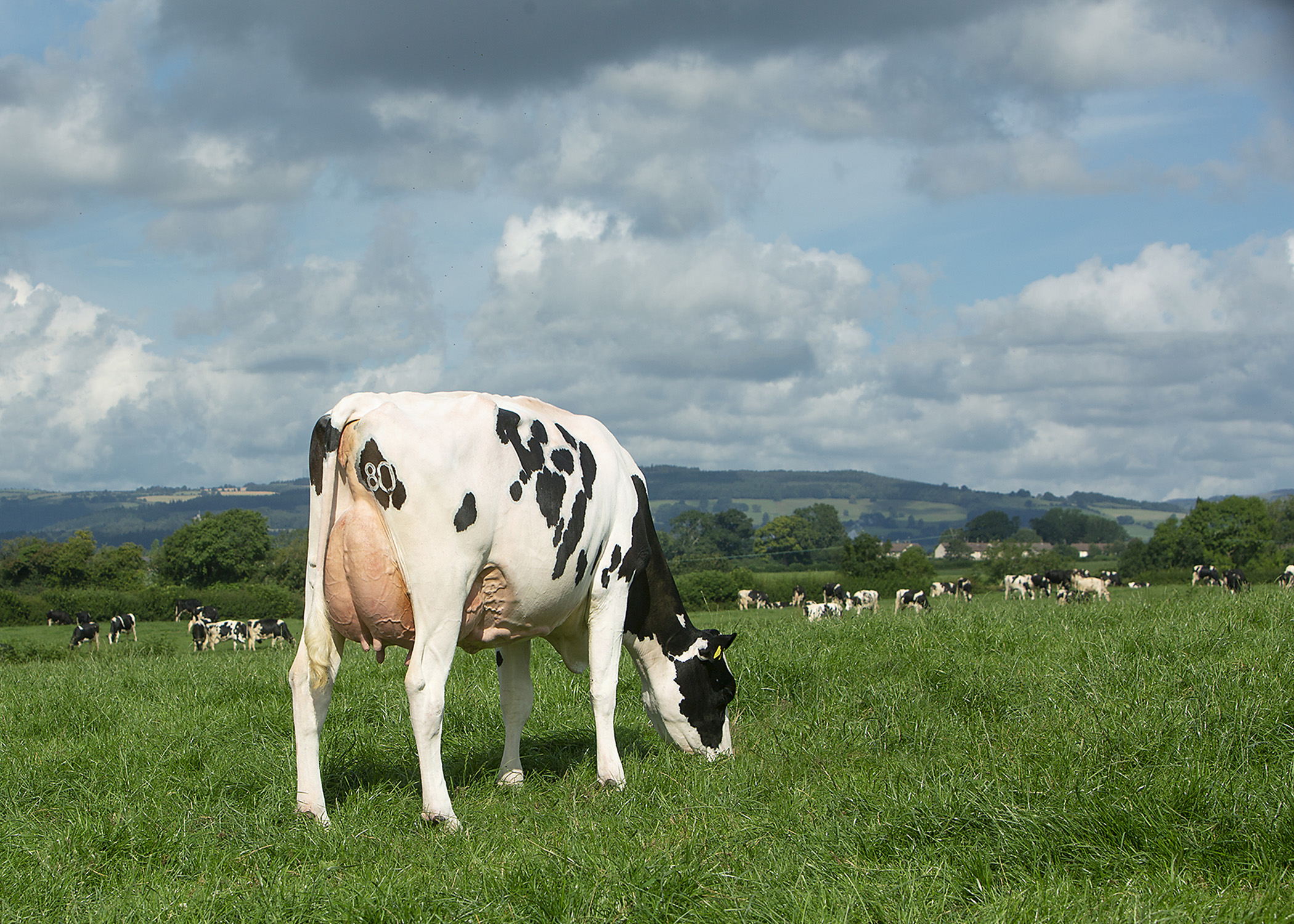A complete guide to dairy cattle genetics - ABS Global UK
