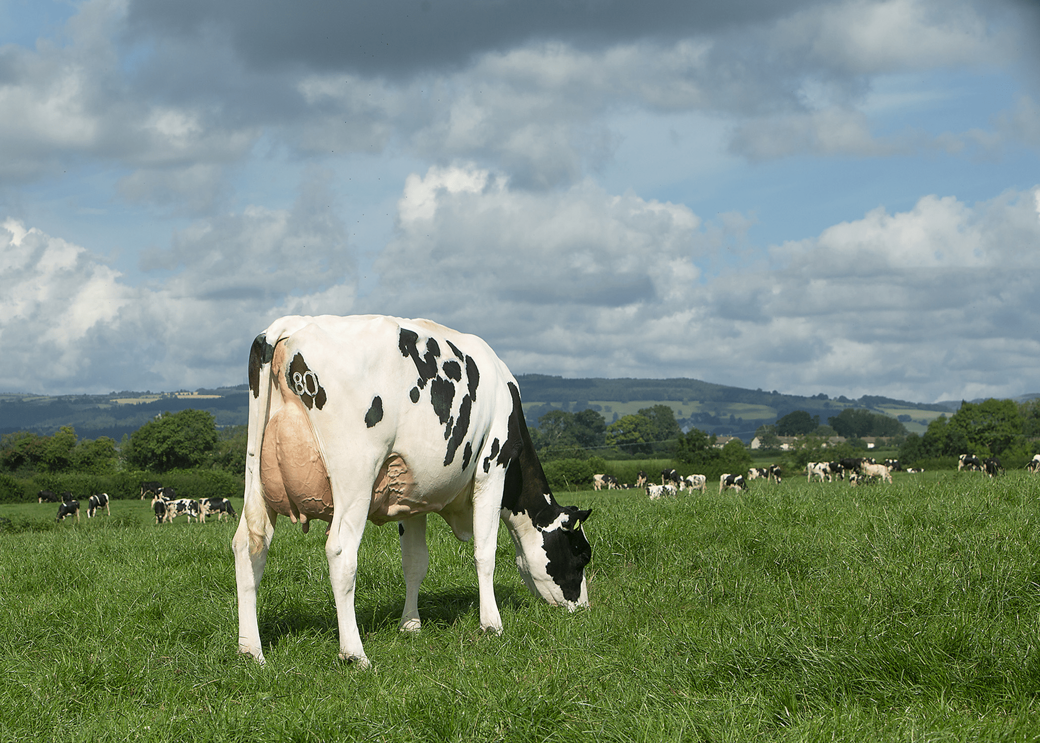 A complete guide to dairy cattle genetics - ABS Global UK