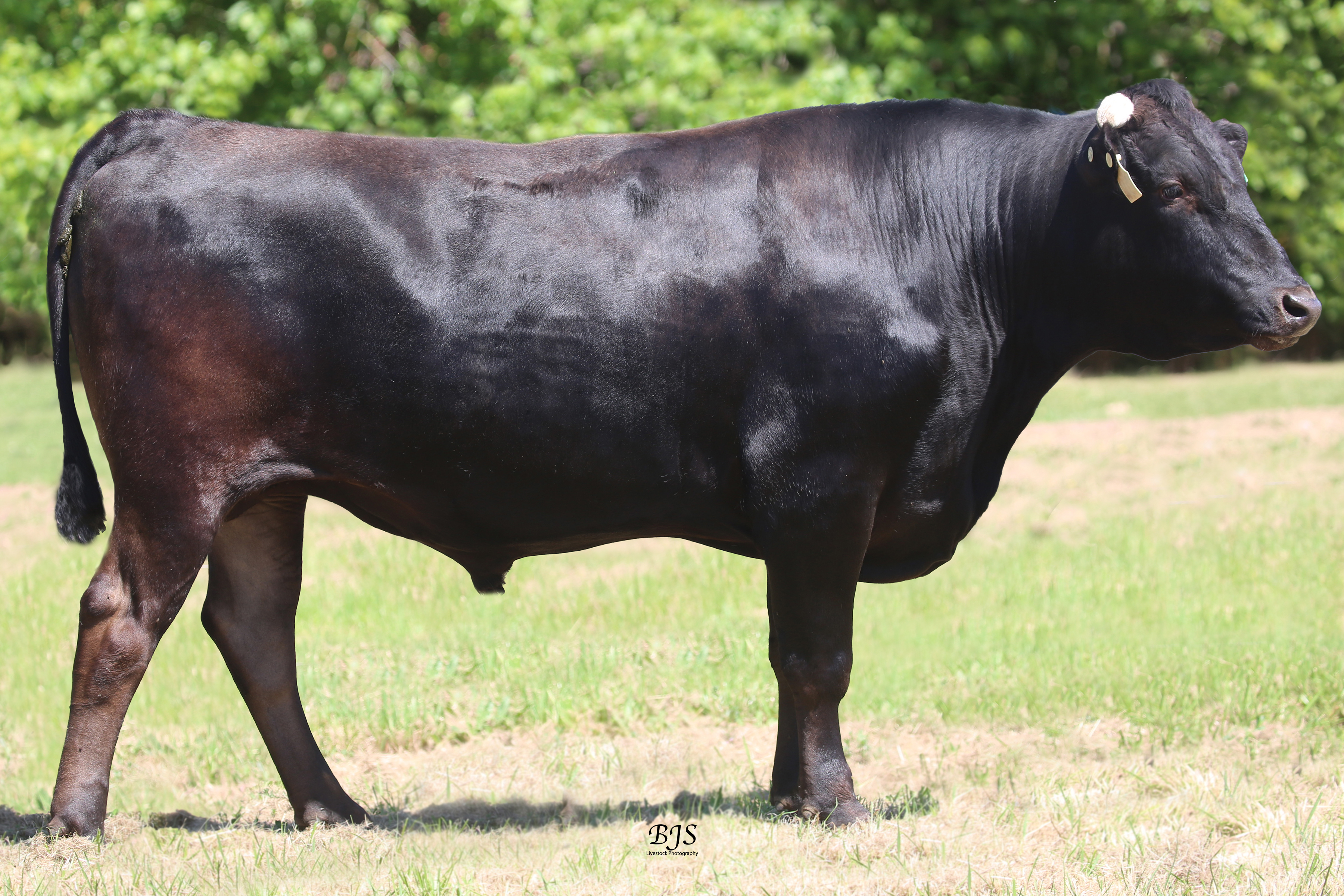 Why has the world gone wild for Wagyu? - ABS Global UK (OLD TEMPLATE)