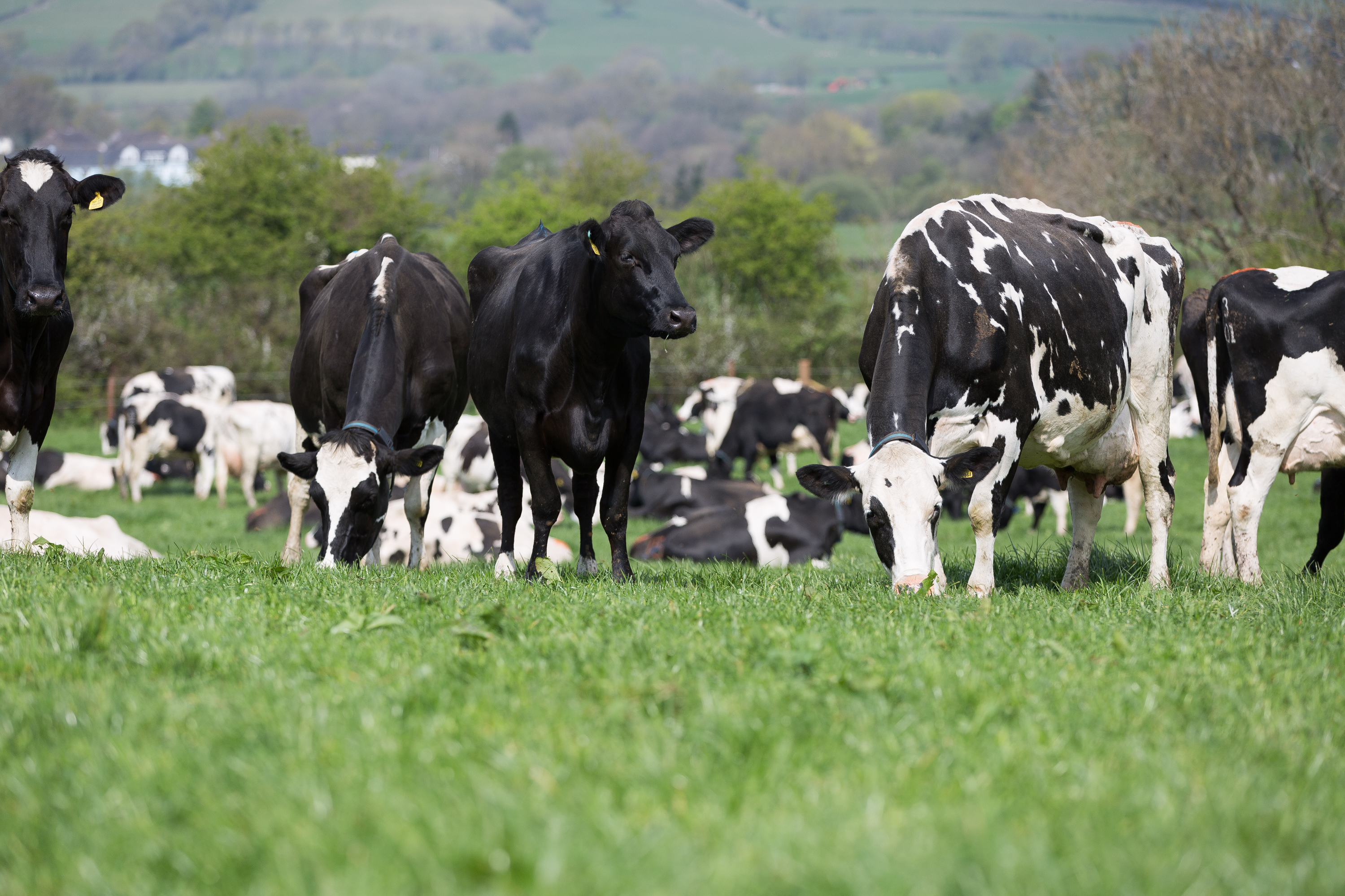 6 Ways herd monitoring technology can benefit you and your herd - ABS ...