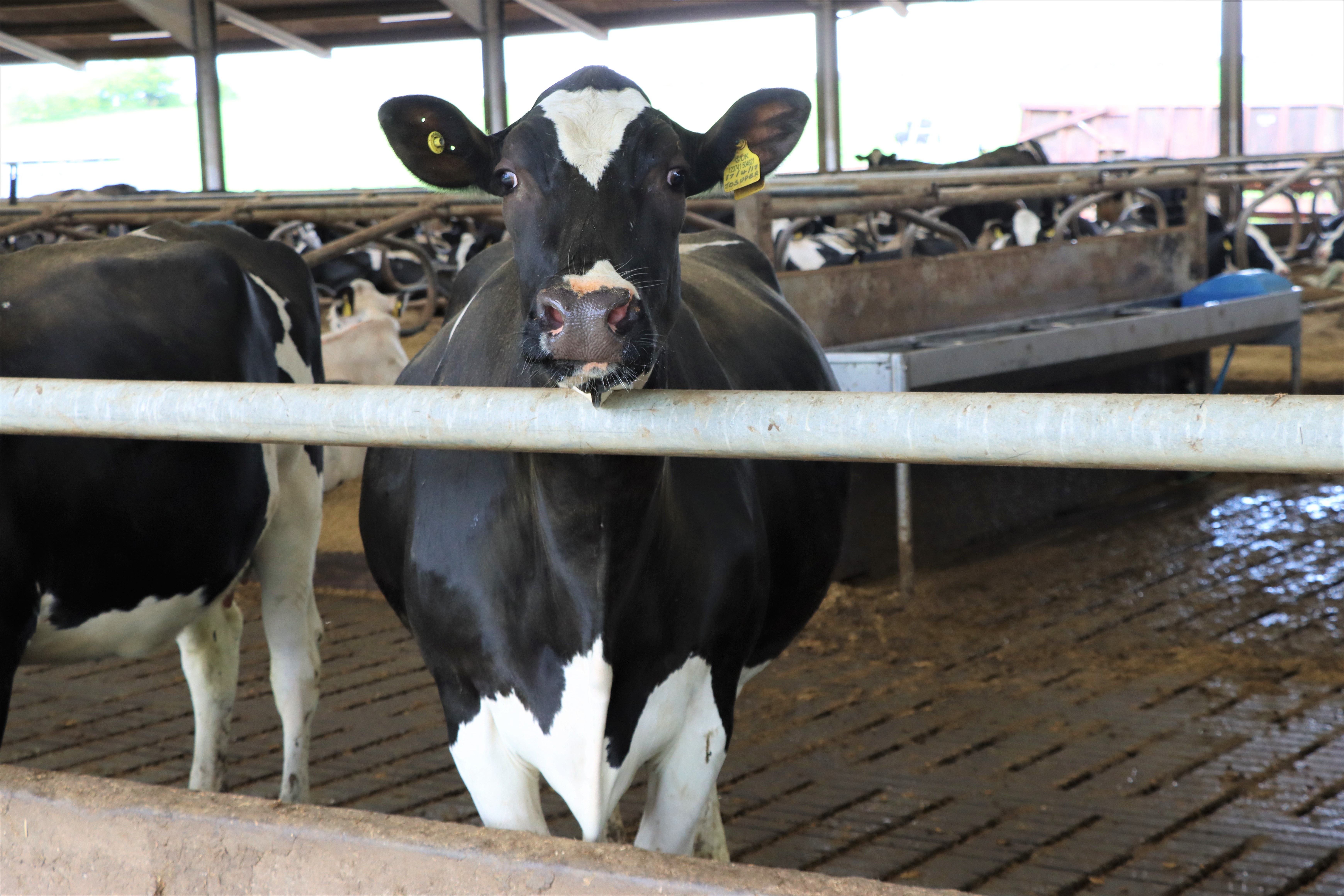 What is Pregnancy Rate in cattle? - ABS Global UK