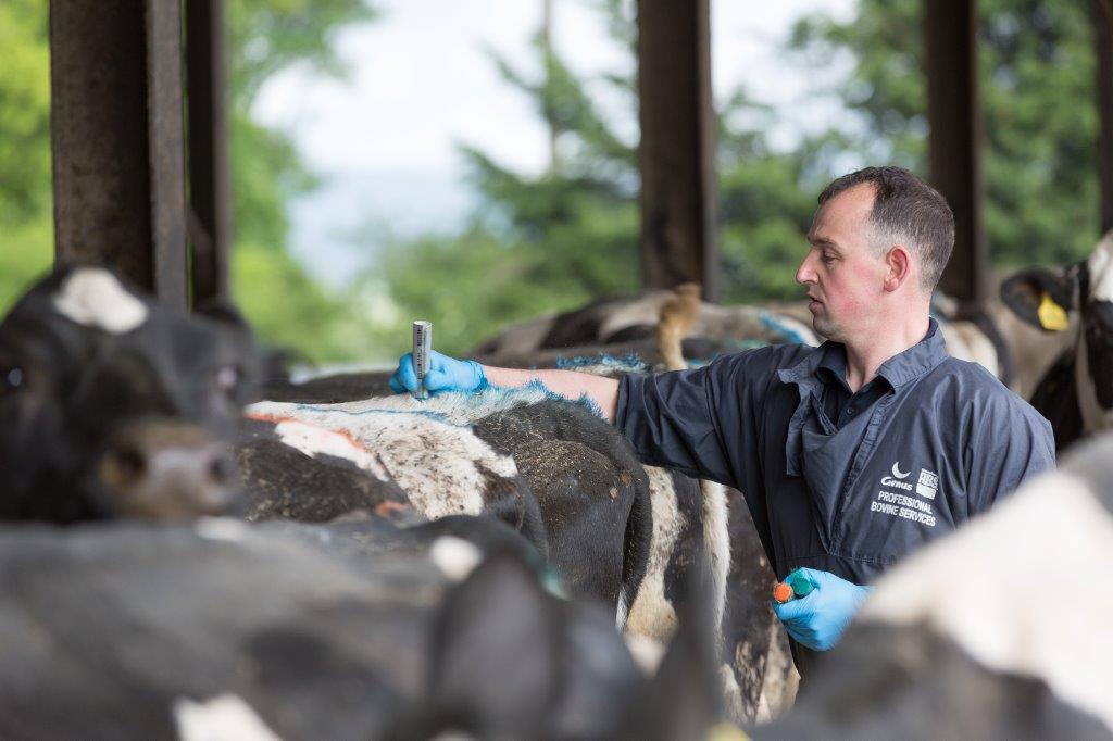 What is Pregnancy Rate in cattle? - ABS Global UK