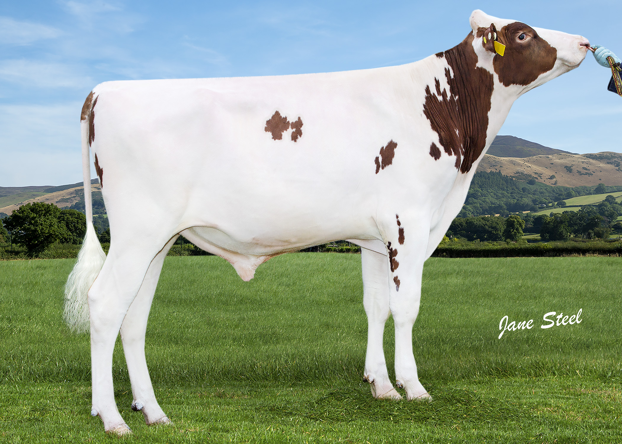 The home of No.1 bulls this proof season - ABS Global UK