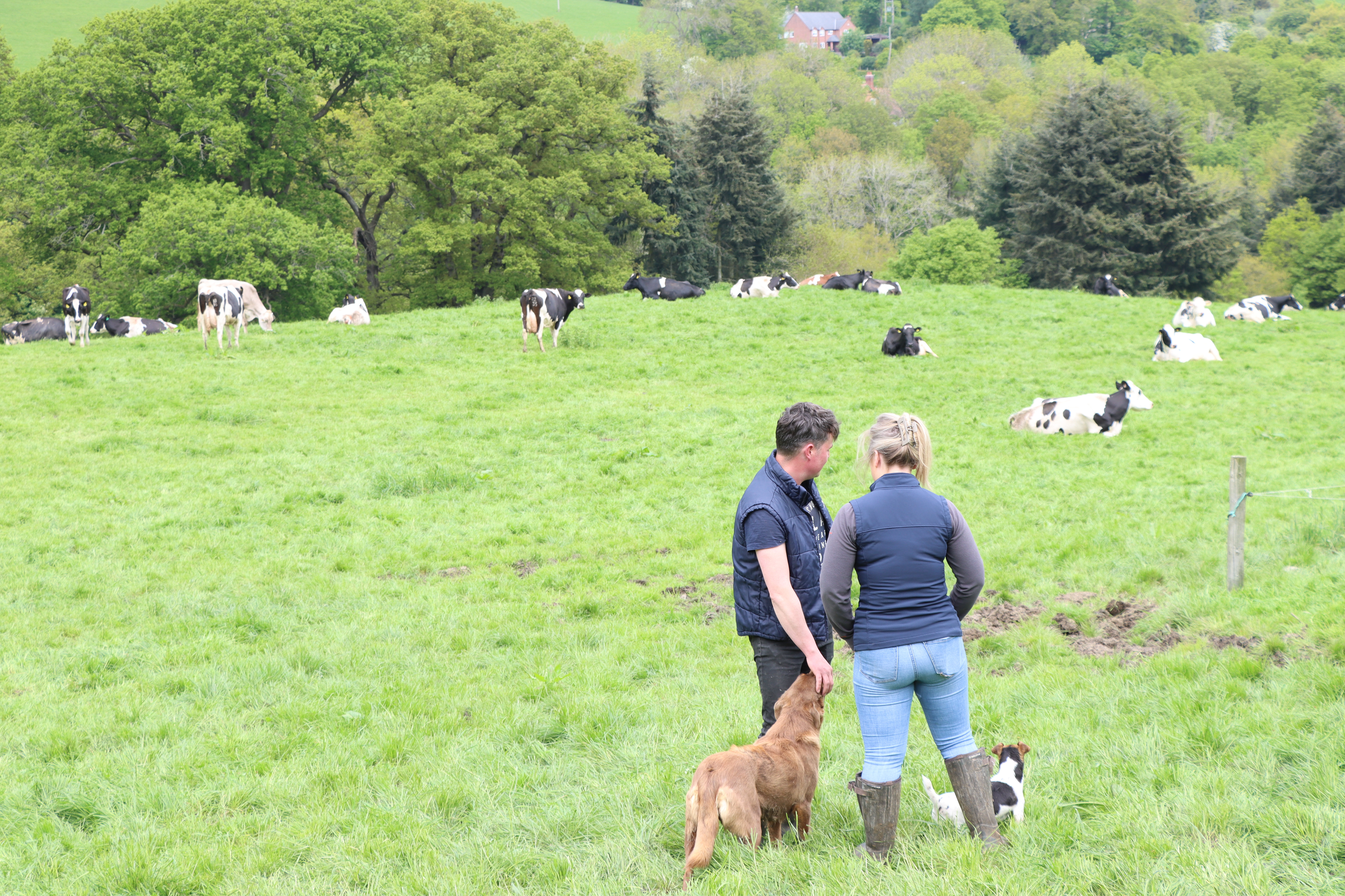 How RMS can improve fertility on your farm - ABS Global UK
