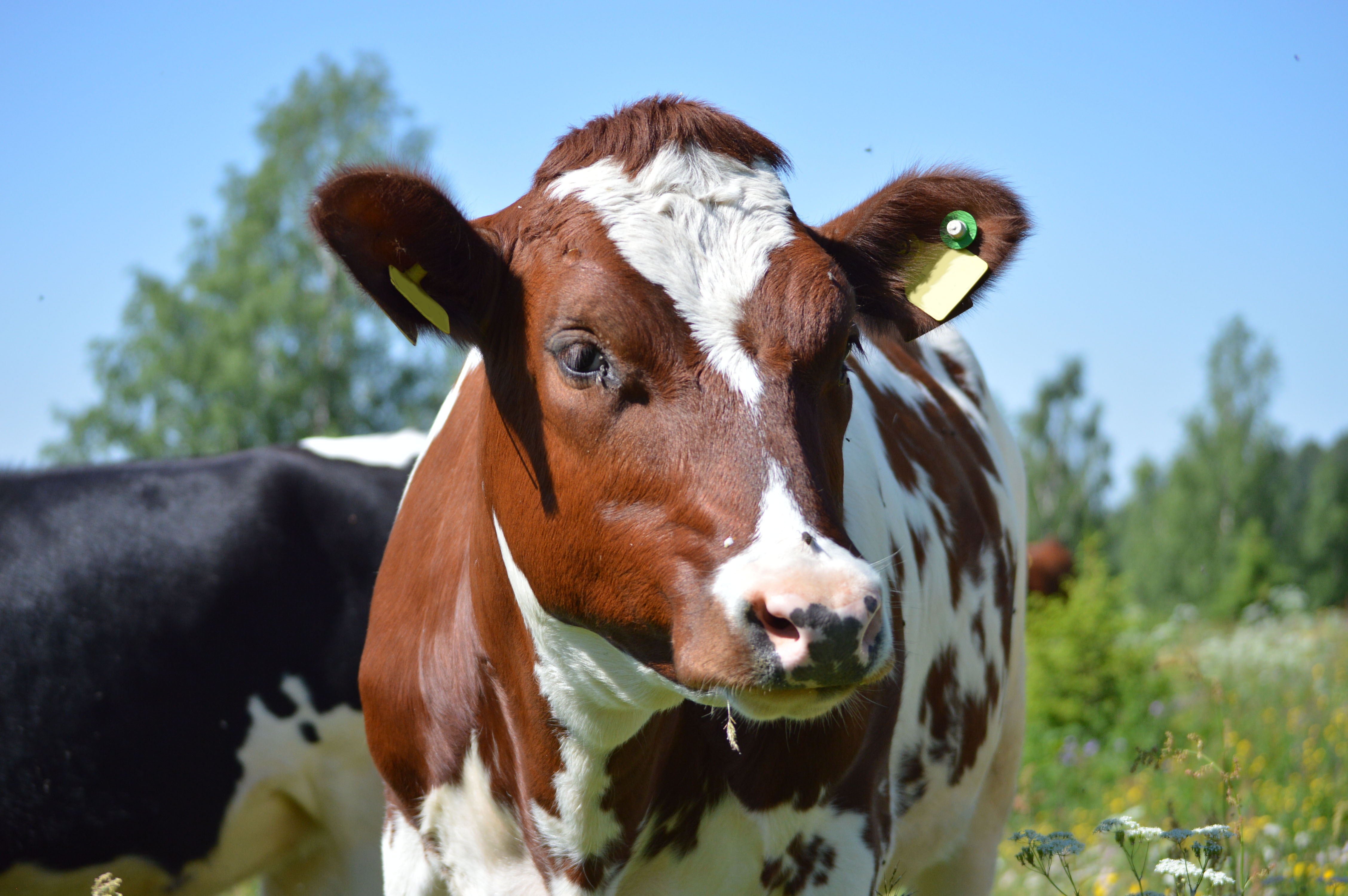 Using Norwegian Red genetics in the UK - ABS Global UK