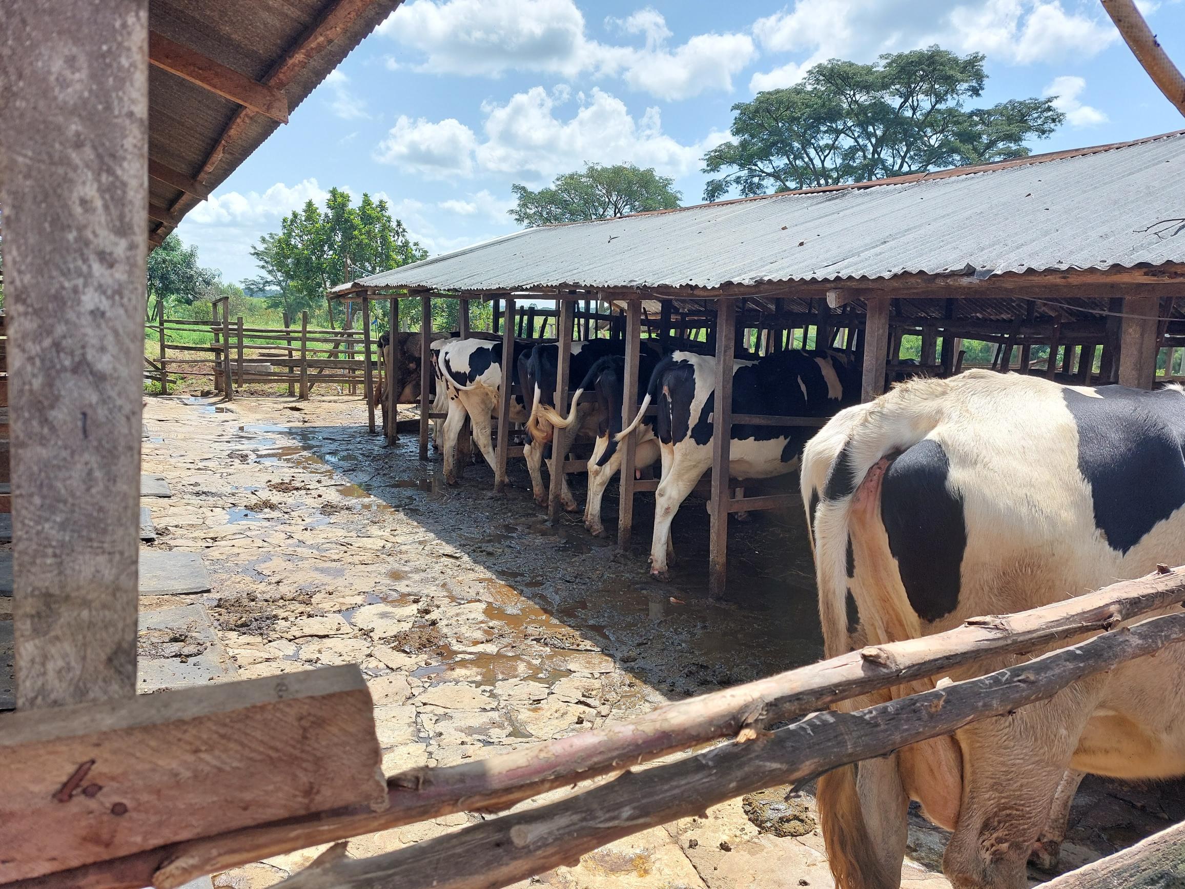 Genus ABS Launches Sexed Genetics Project in Ethiopia - ABS Global UK