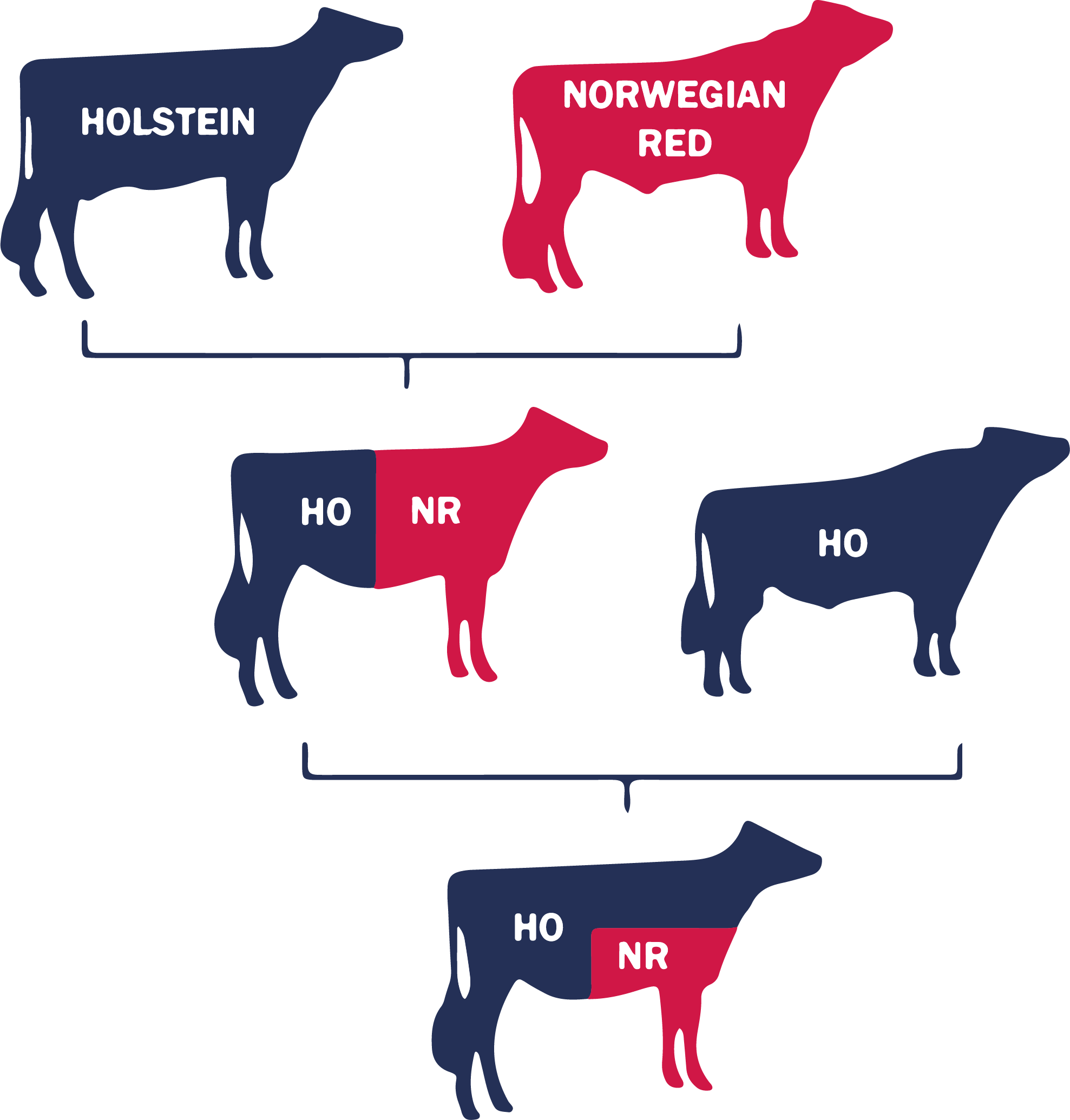 Dairy Crossbreeding Solution - ABS Global UK