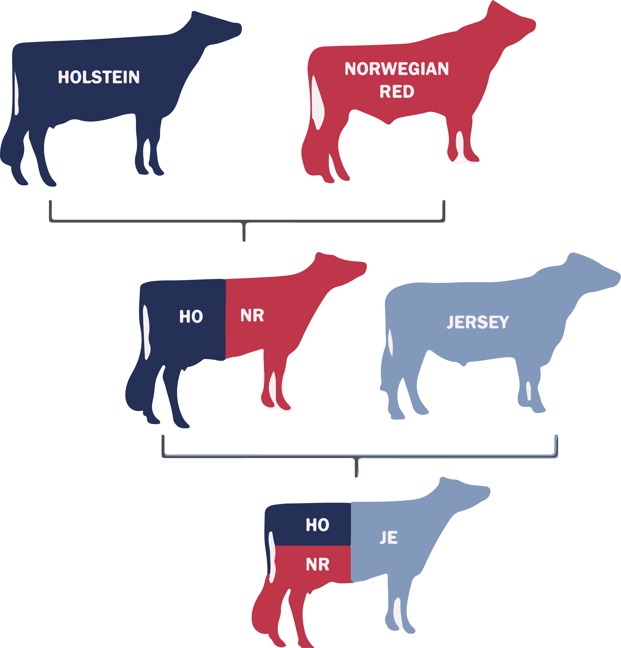 Dairy Crossbreeding Solution - ABS Global UK