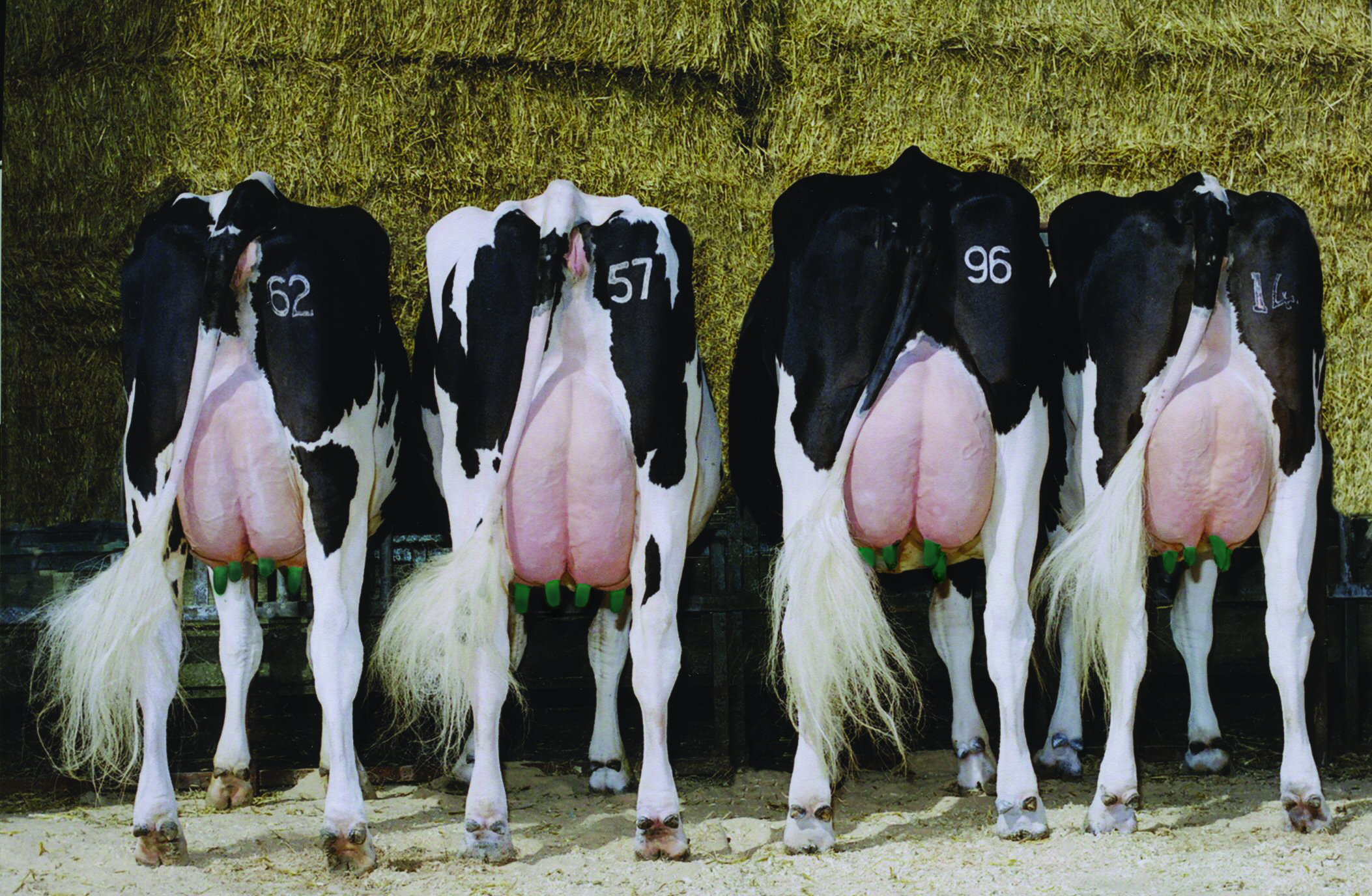 How to protect udder health during the spring - ABS Global UK