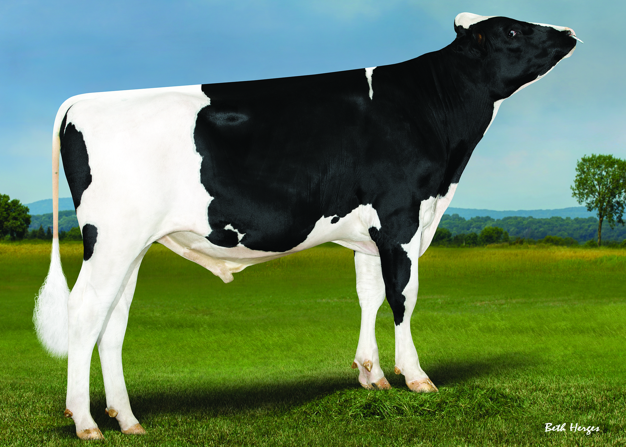 What are polled genetics - Genus ABS
