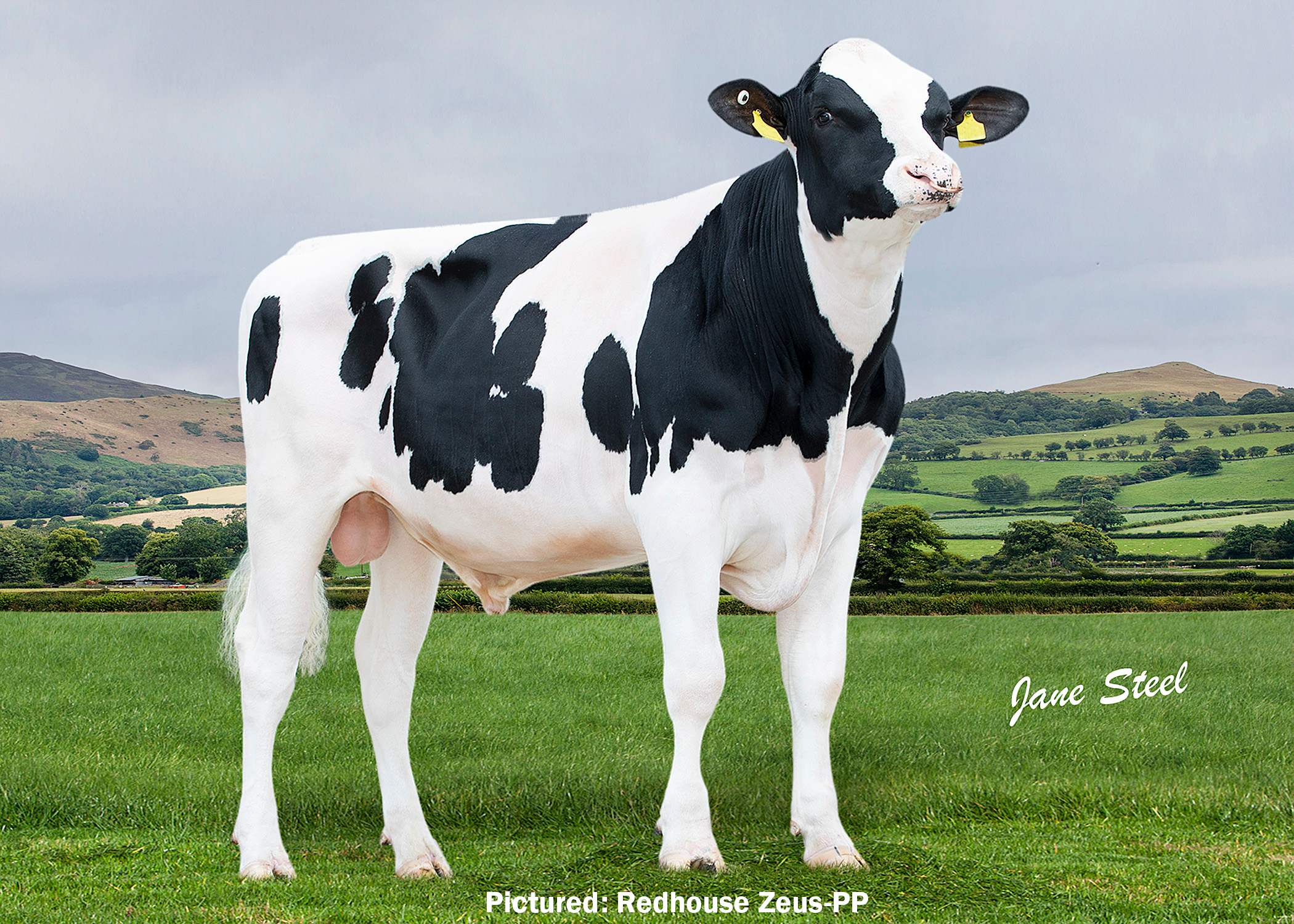 Redhouse Zeus-PP: Shaping the Future of Dairy with Polled Genetics ...