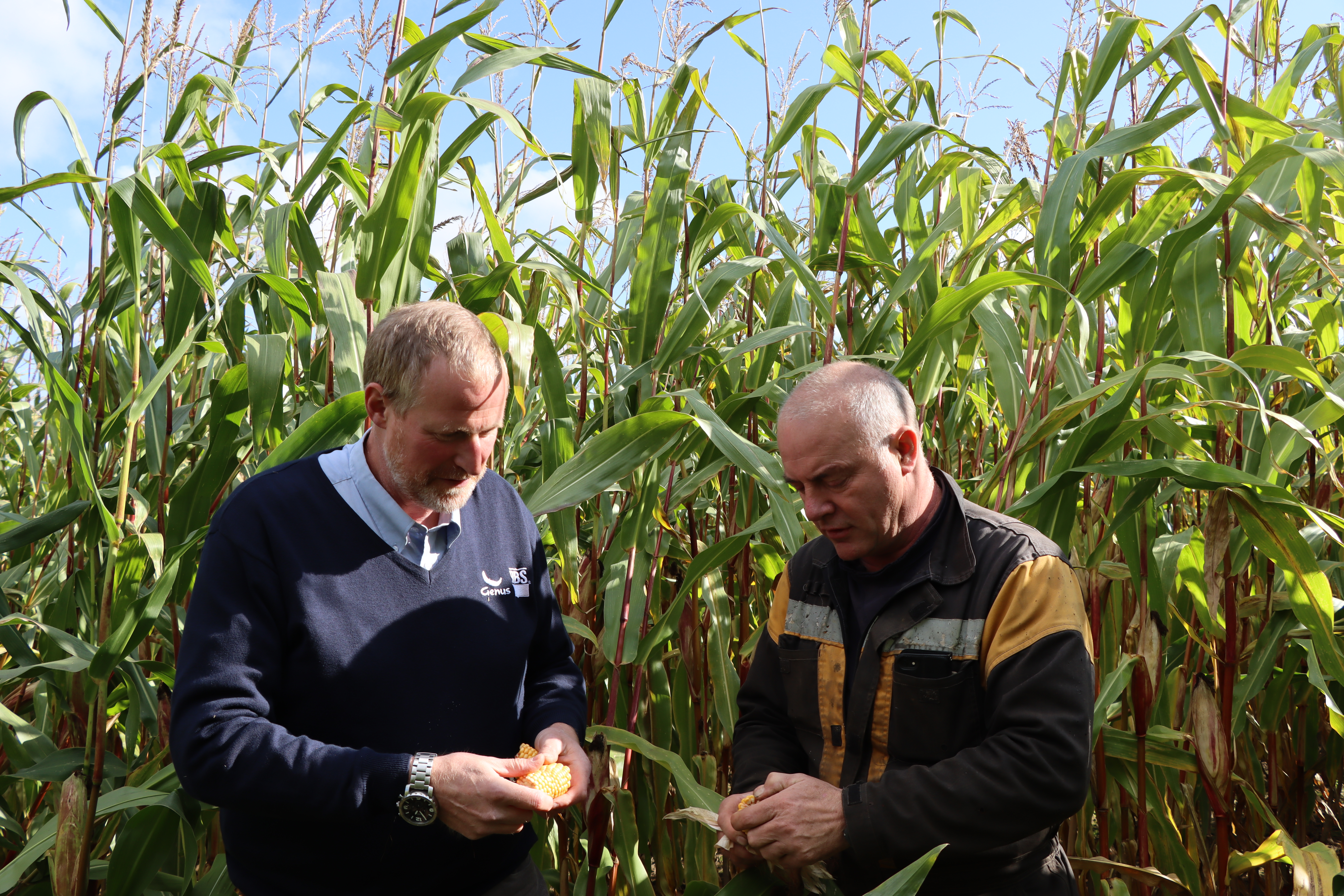 Farm Maximises Homegrown Forage with Maize Additive