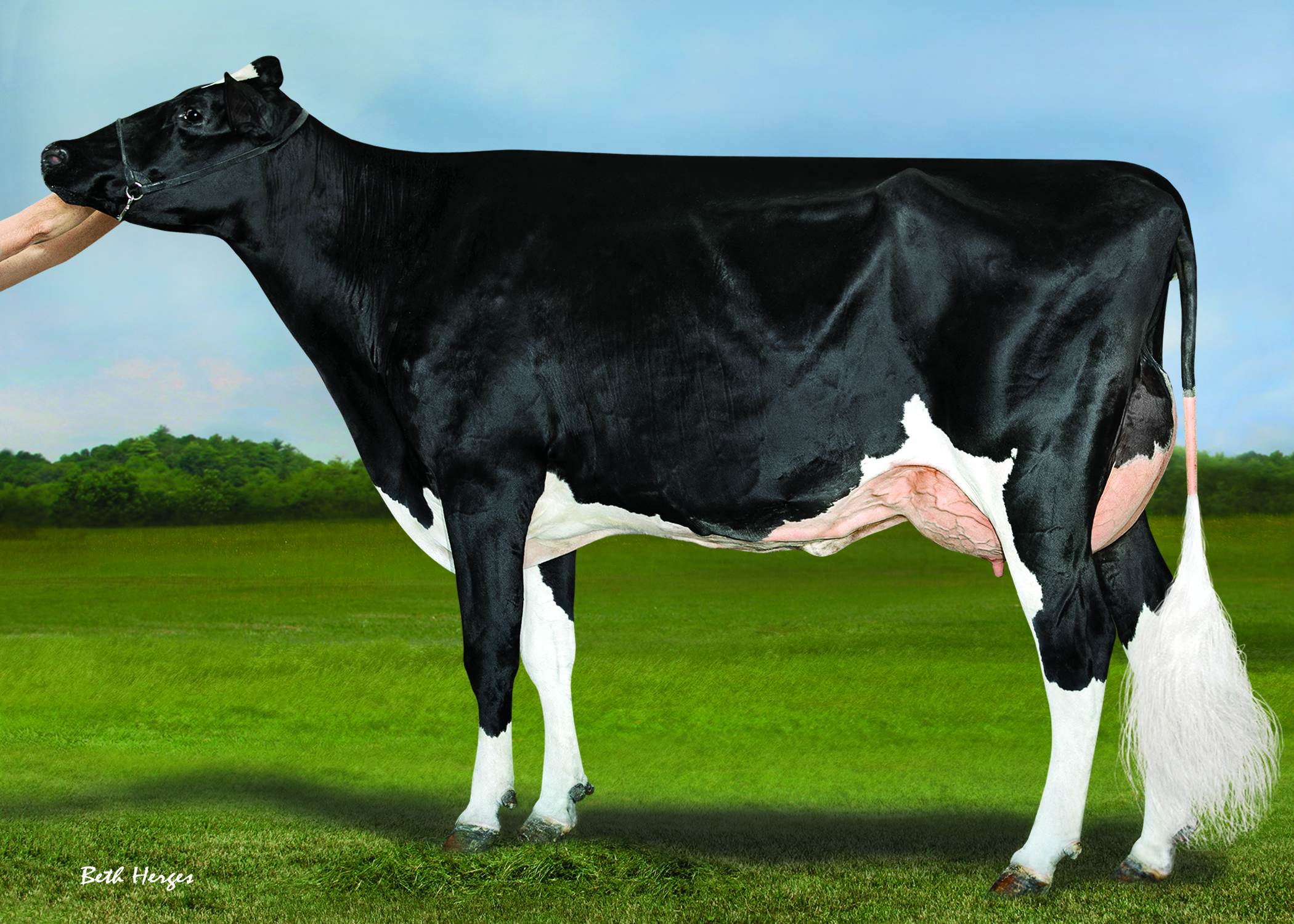 April 2025 Sire Summary: Strength in Genetic Diversity - ABS Global UK