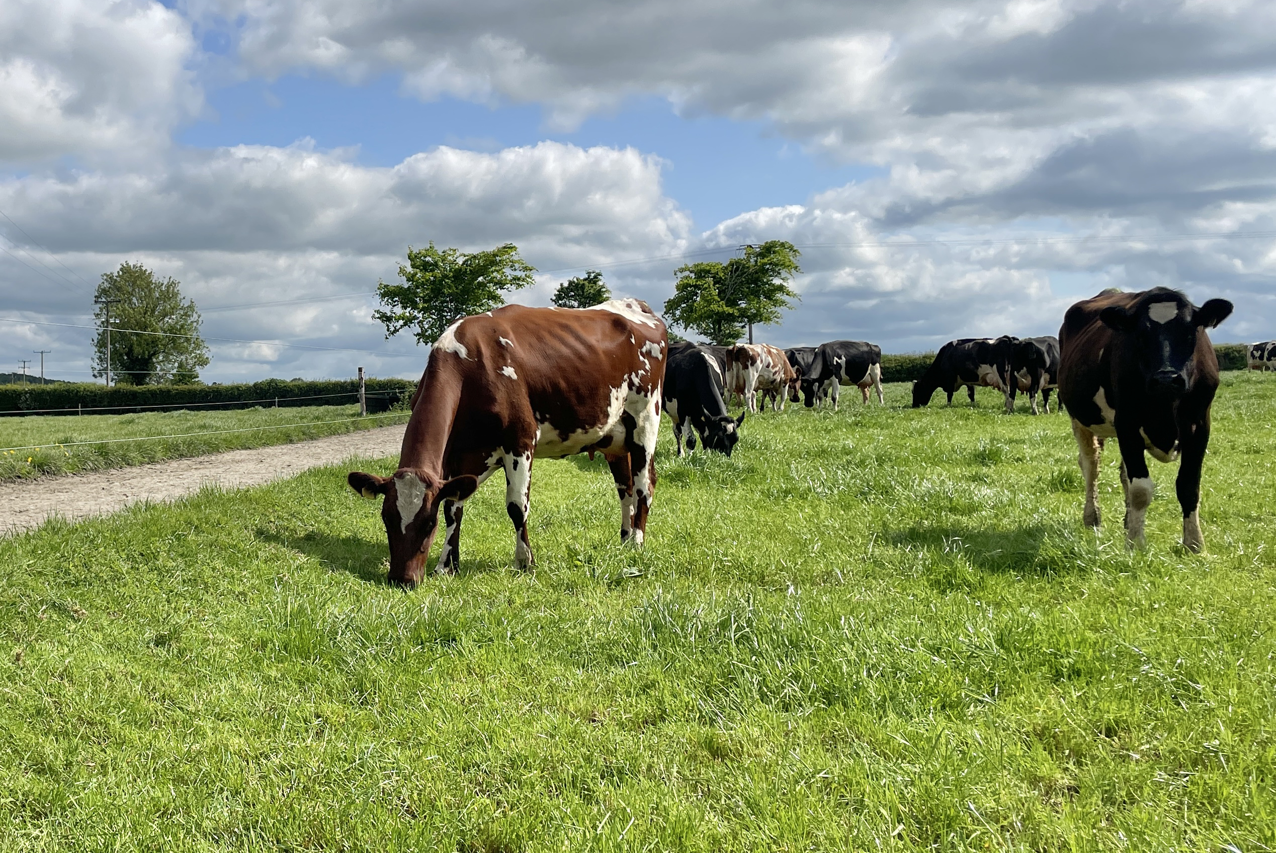 Using Norwegian Red genetics in the UK - ABS Global UK