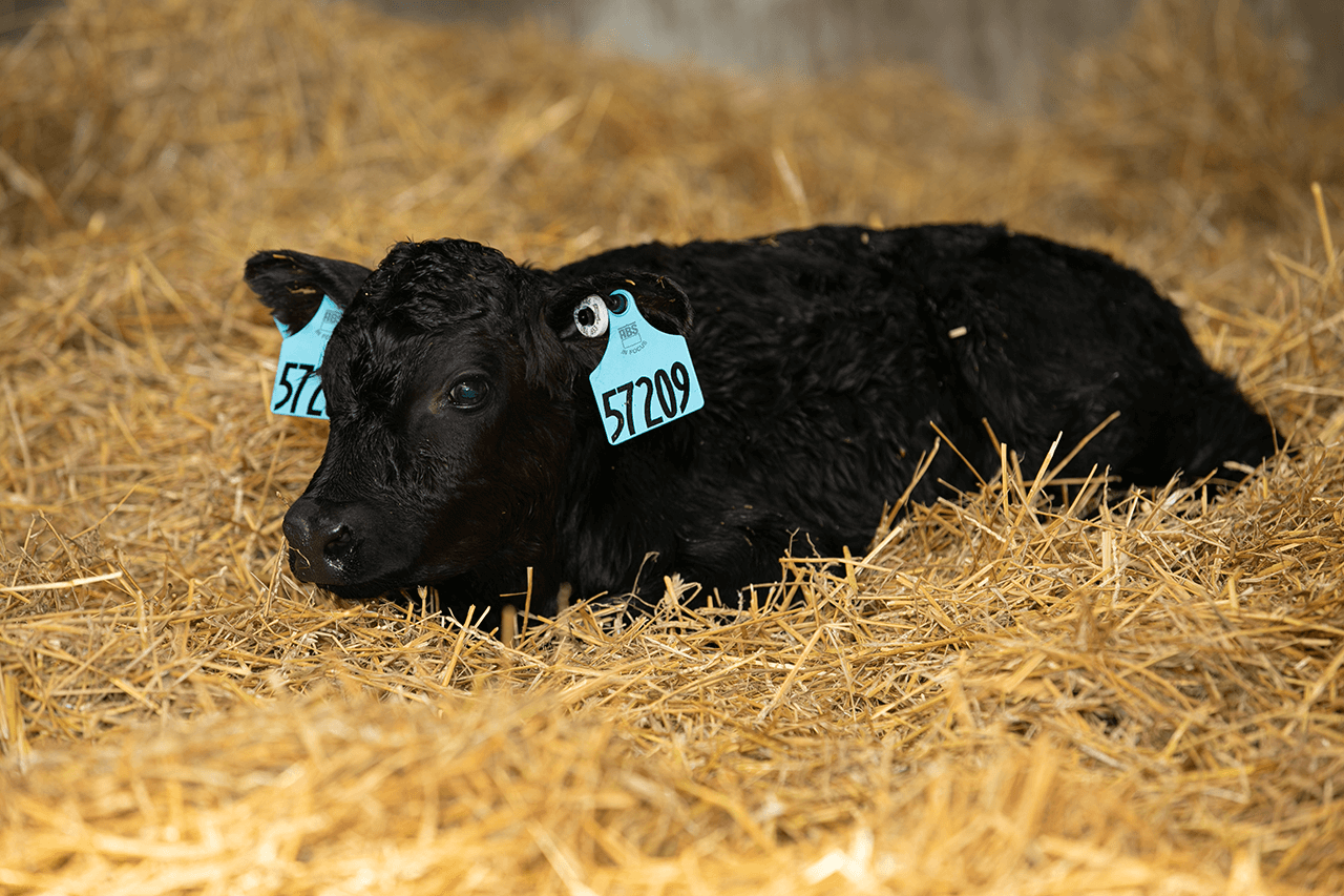 Calving Ease Confidence - ABS Global US