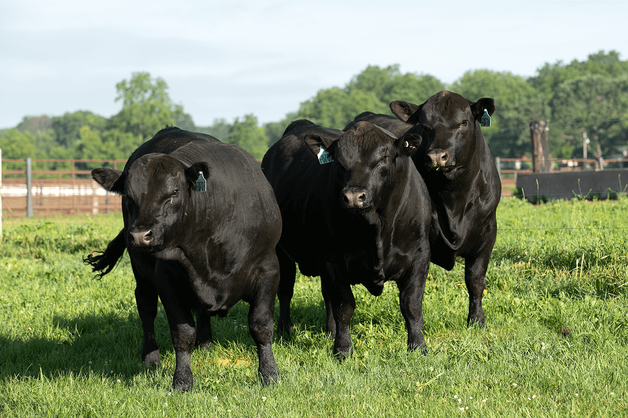 Abs Cattle