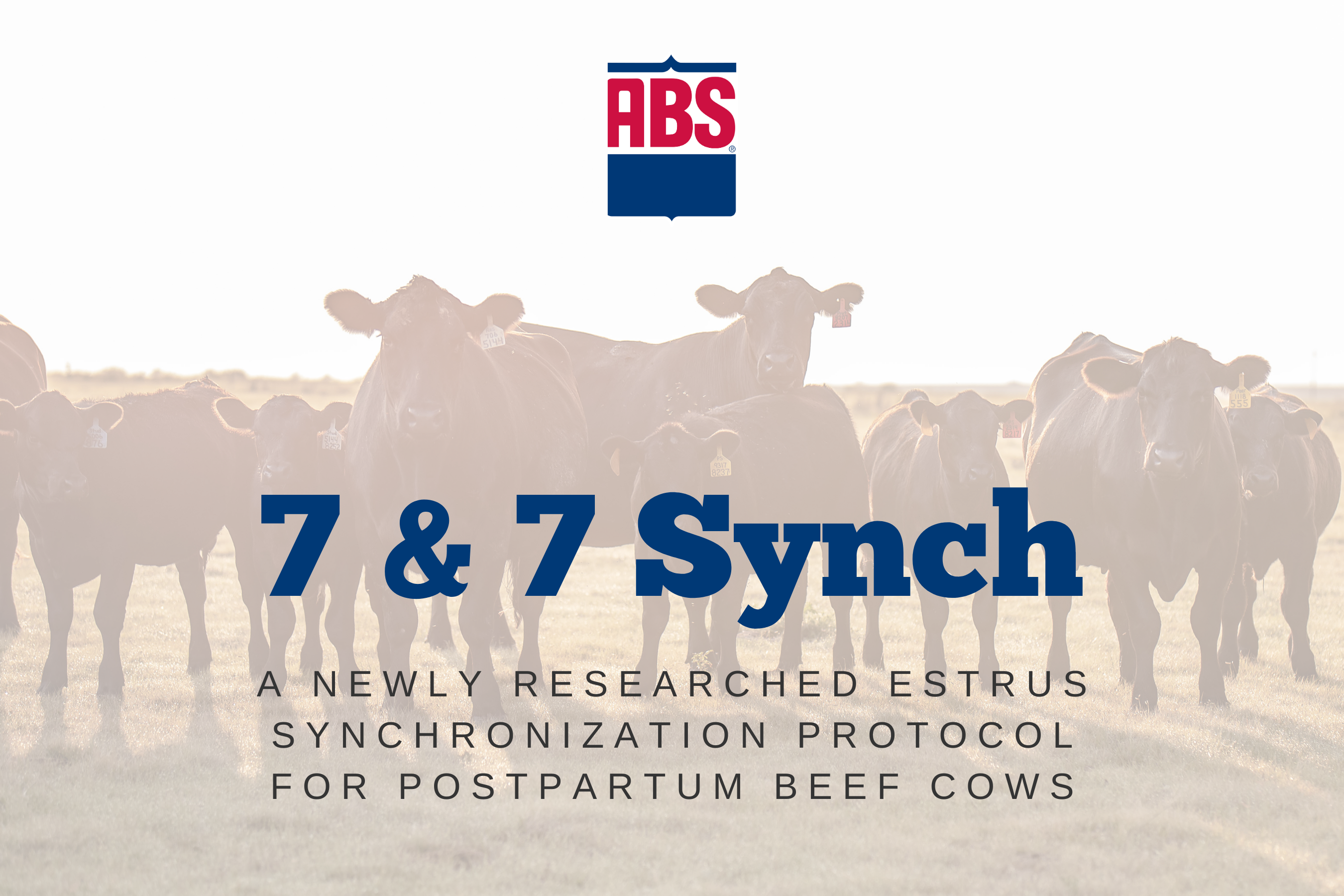 7 & 7 Synch - ABS Global US