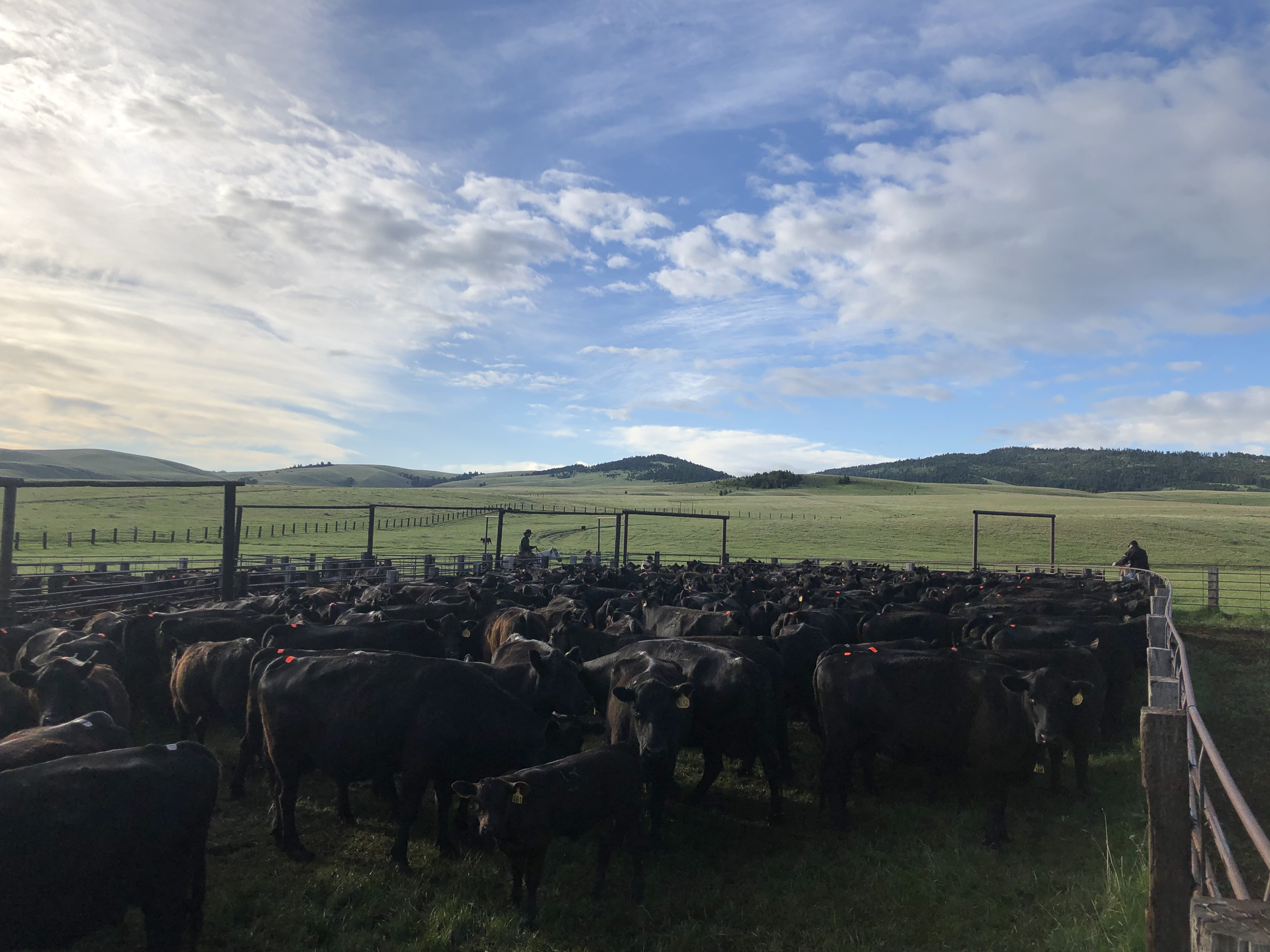 ABS Global Announces Partnership; The Bair Ranch, Montana - ABS Global US