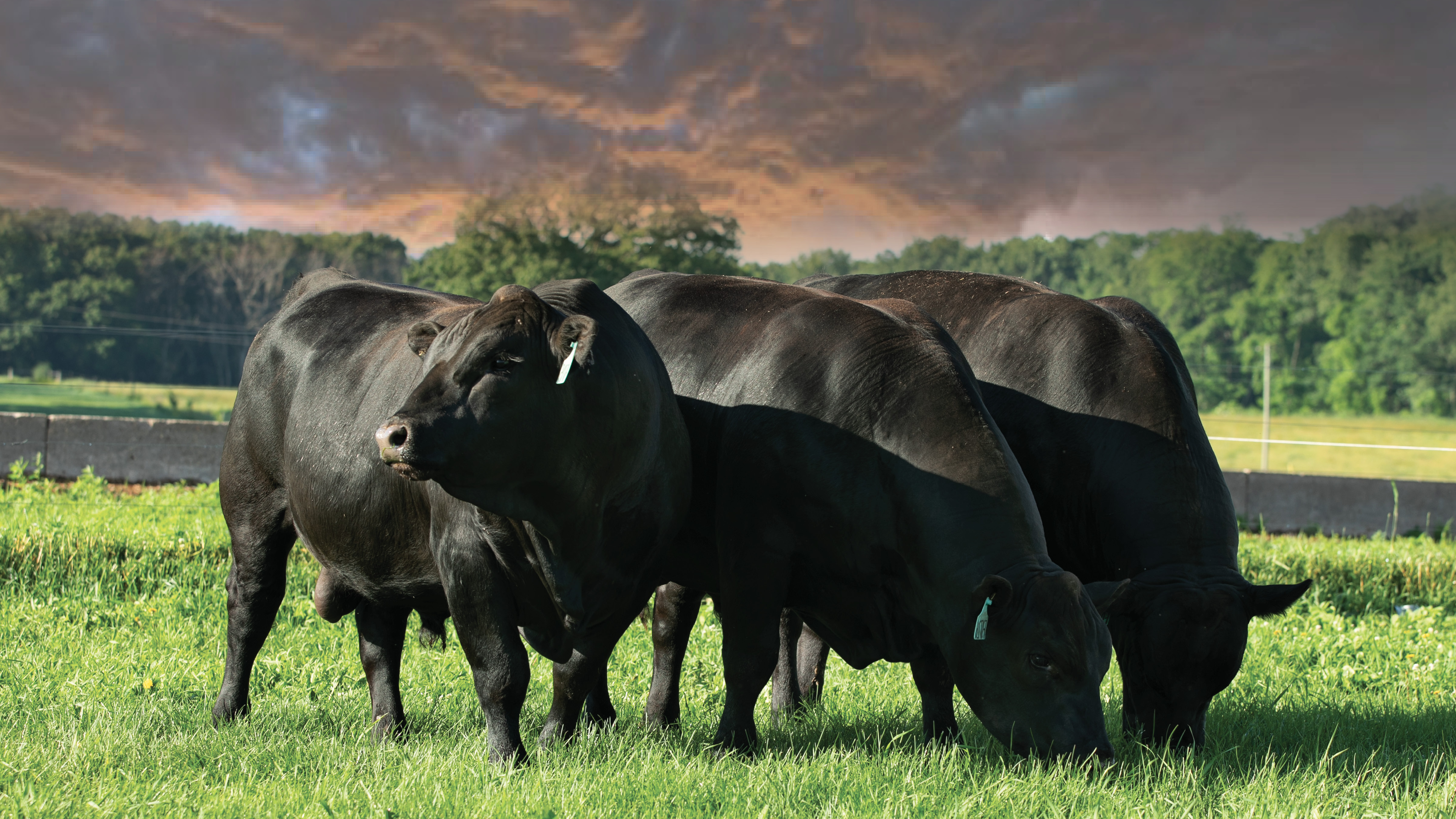 Focus In On Your Breeding Strategy - ABS Global US