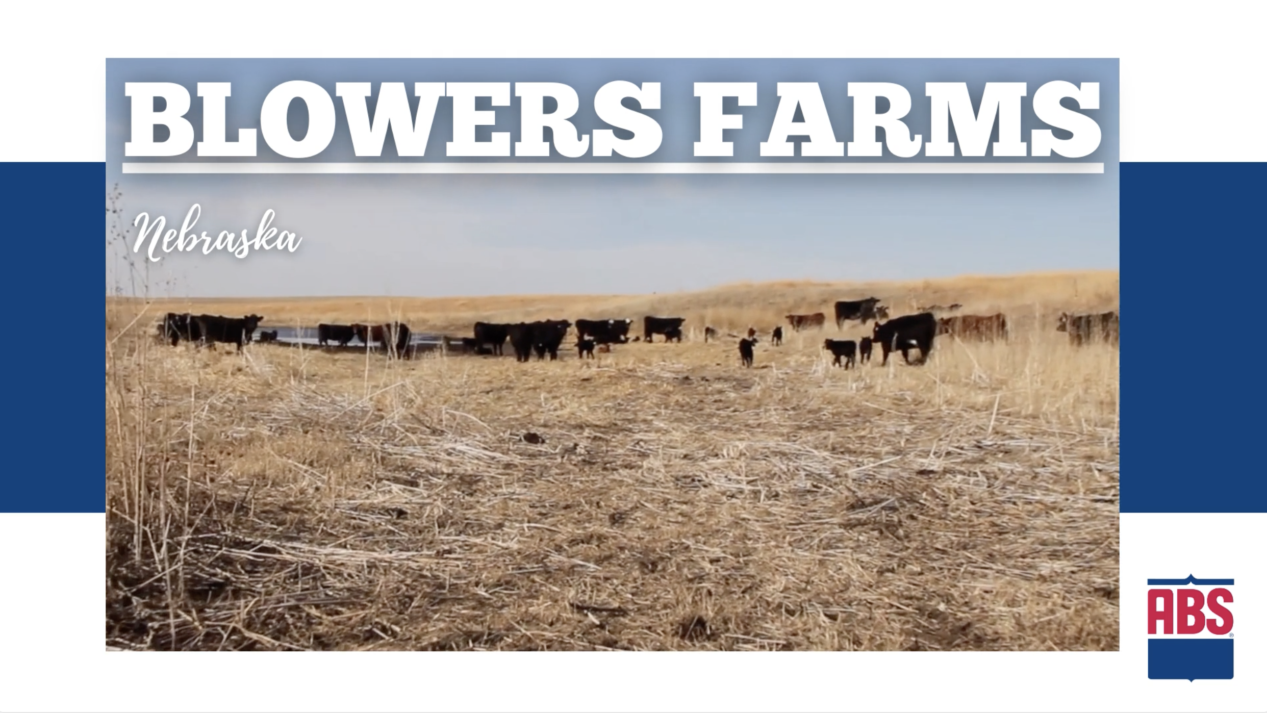 Blowers Farms - ABS Global US