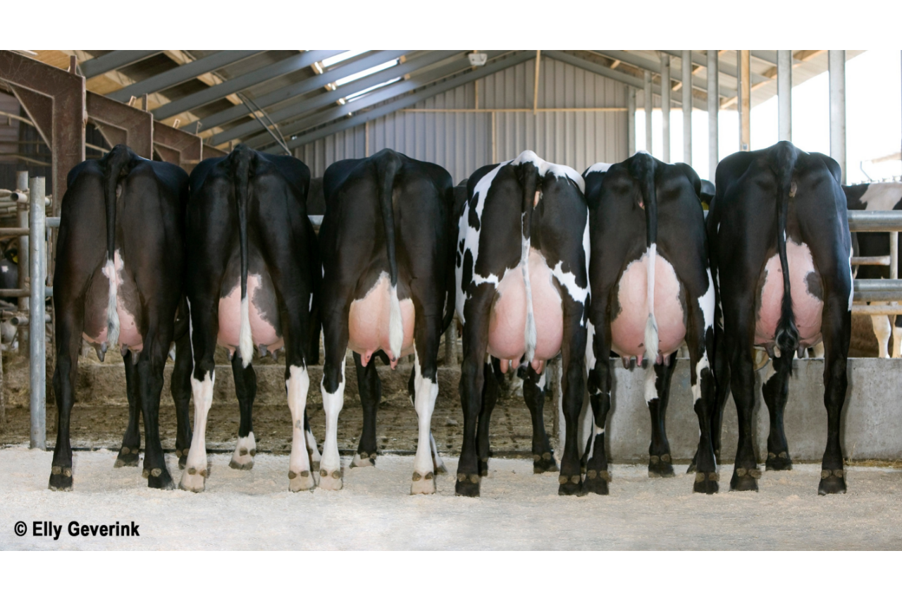 4 Benefits of Crossbreeding Dairy Cattle - ABS Global US