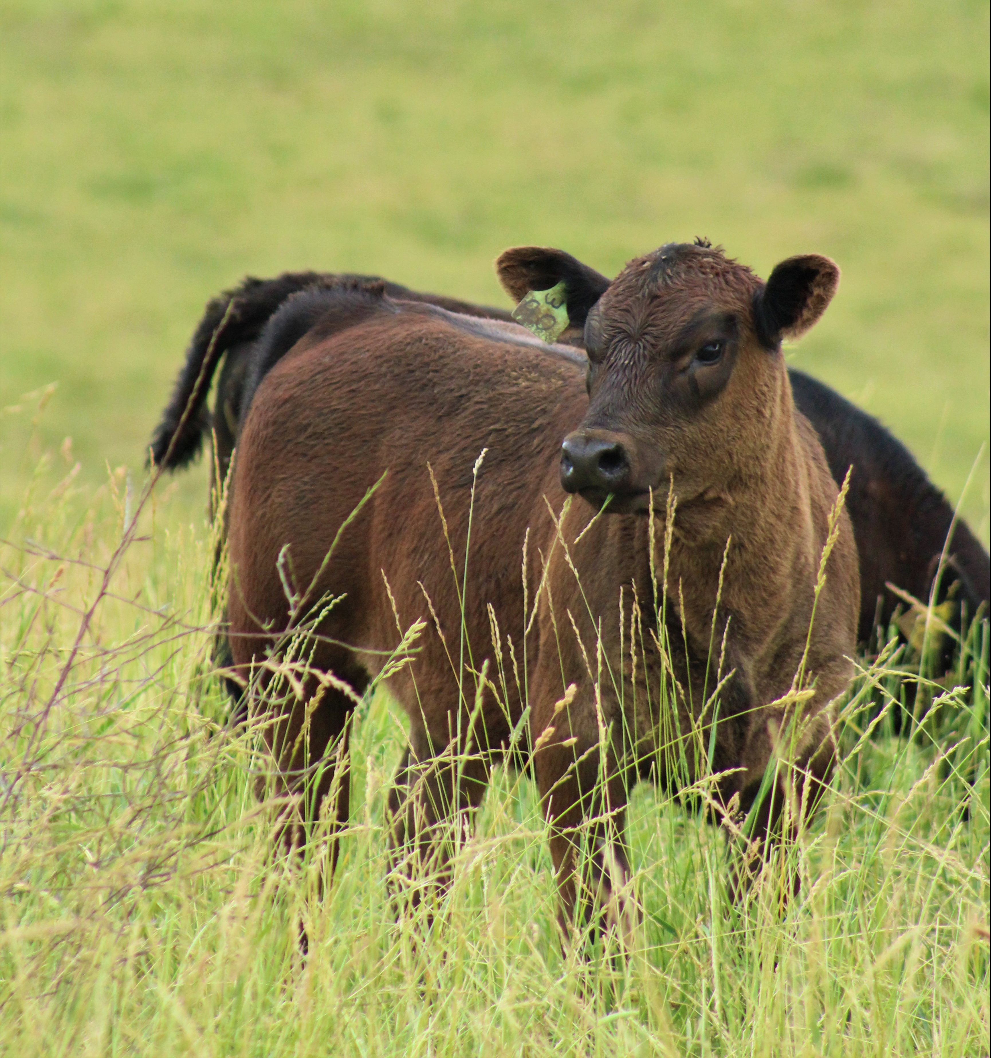 DeVries Farm - ABS Global US