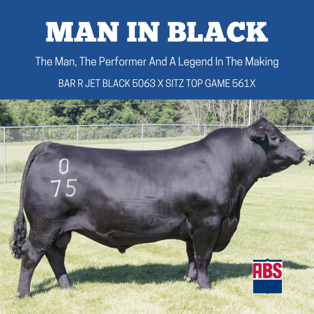 Top 5 Angus Bulls - ABS Global USA
