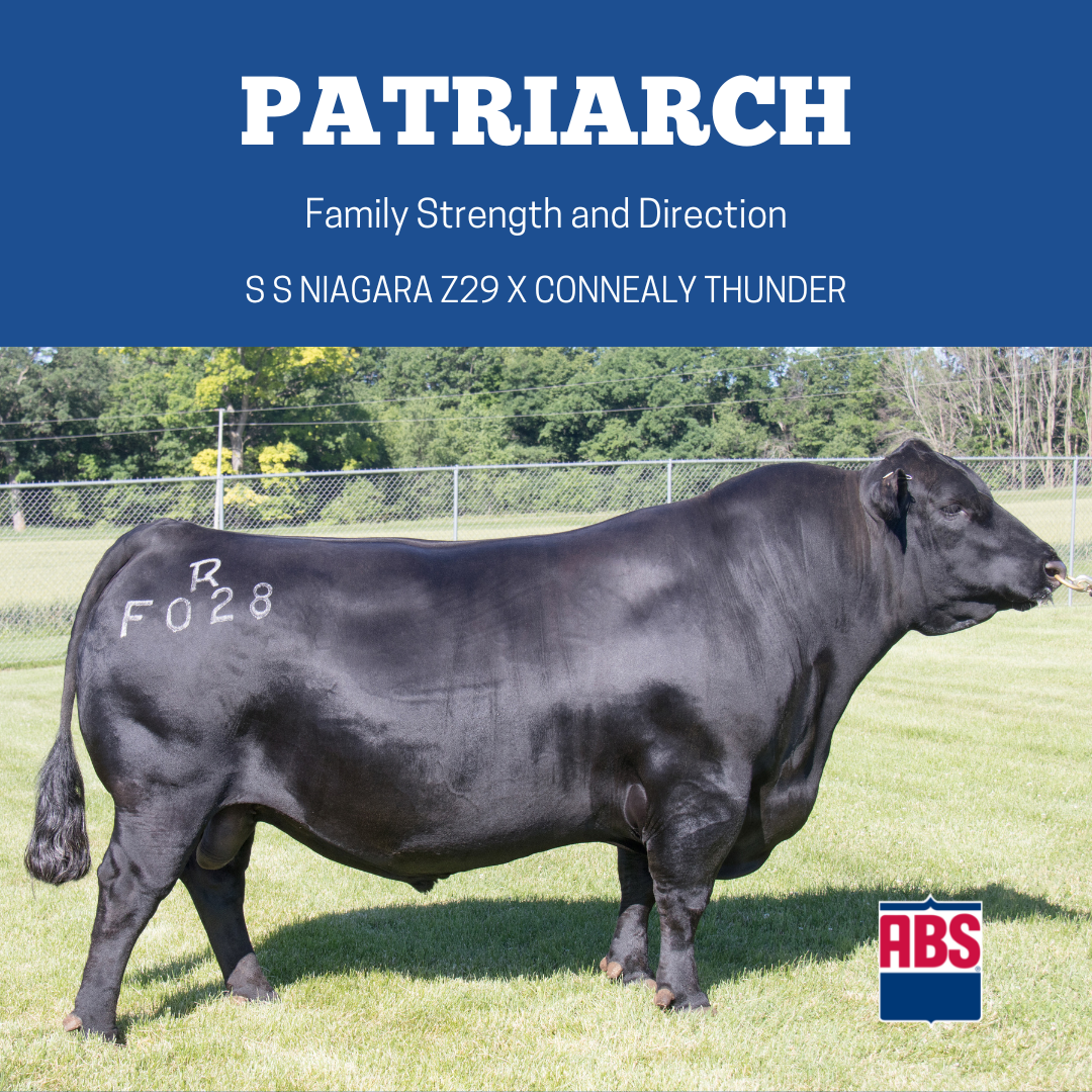 Top 5 Angus Bulls - ABS Global US