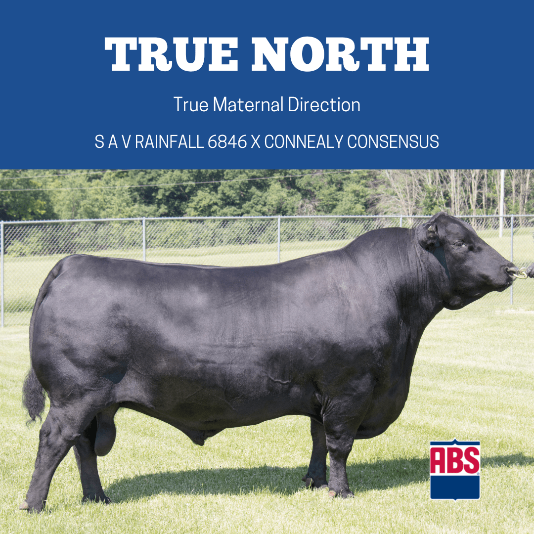 Top 5 Angus Bulls - ABS Global US