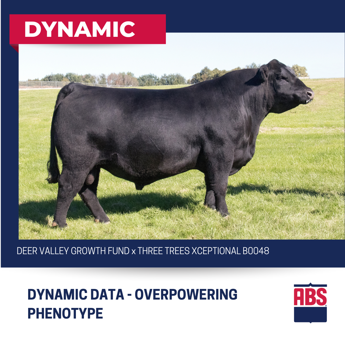 Top 5 Angus Bulls - ABS Global US