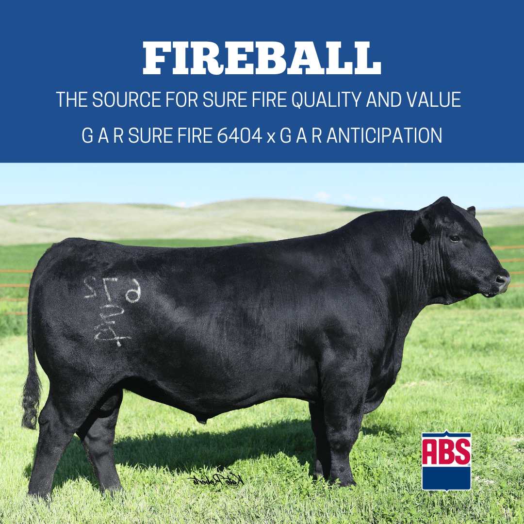 Top 5 Angus Bulls - ABS Global US